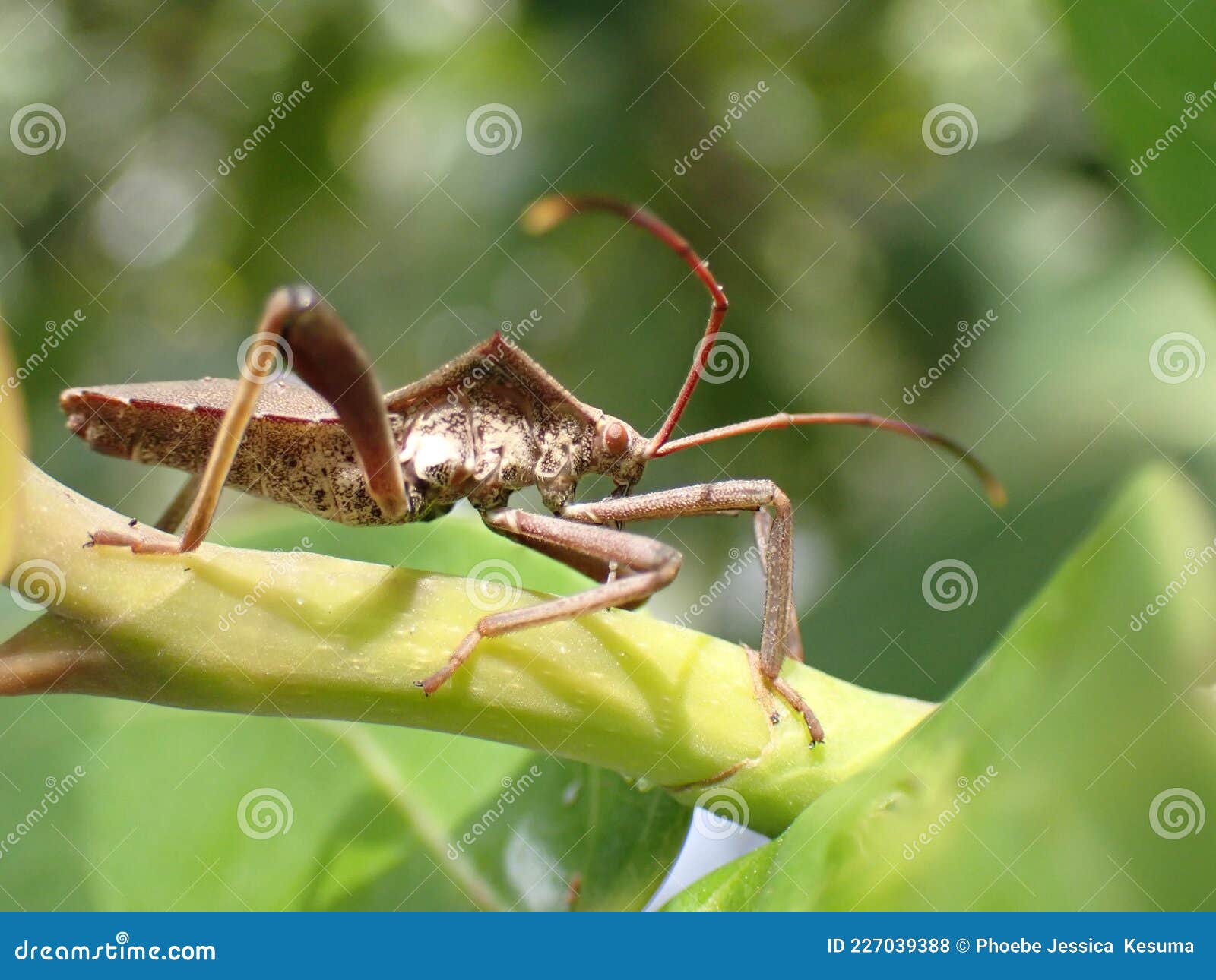 Brown Unique Grasshopper Pose on a Stem Leaf Stock Photo - Image of ...