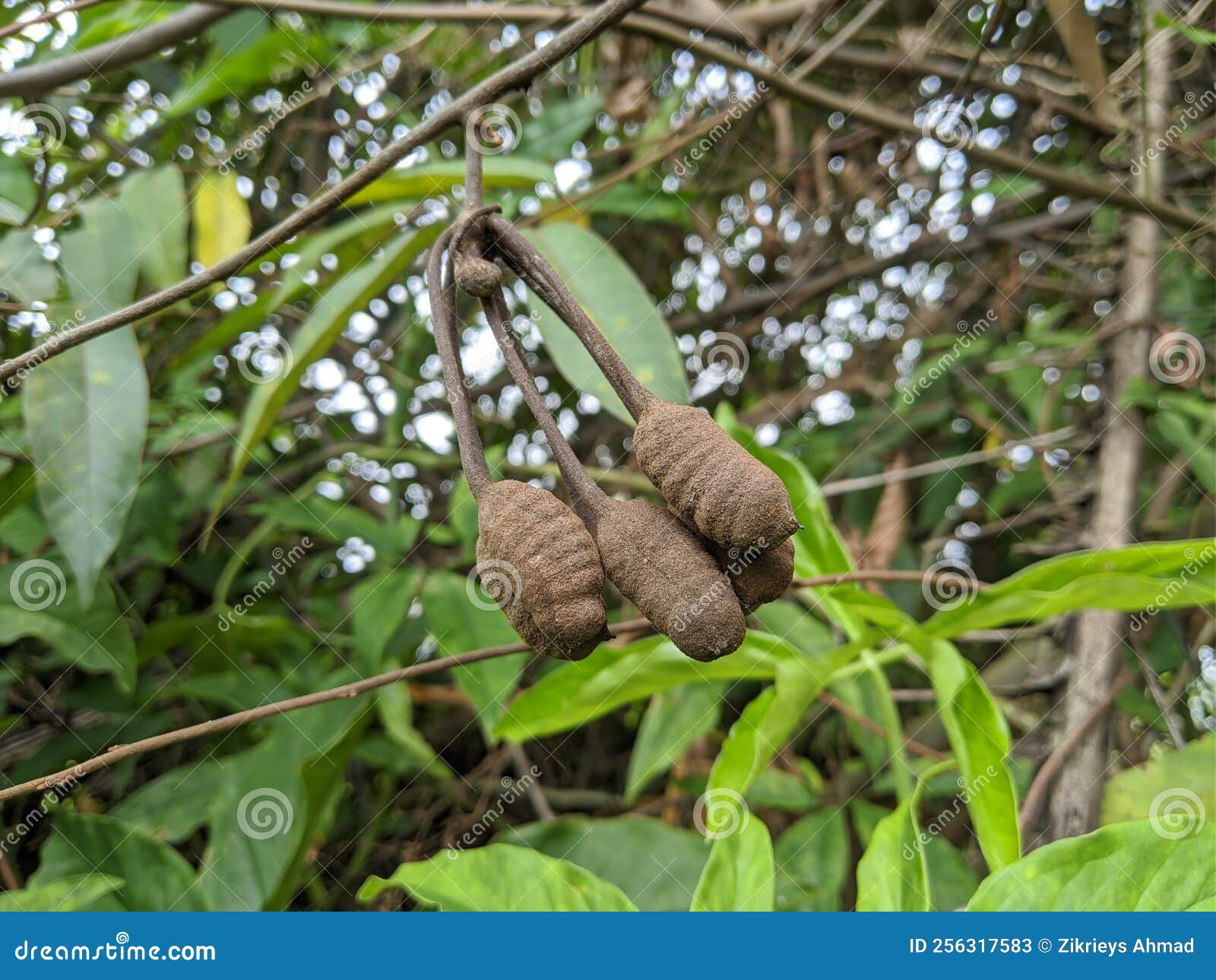 Brown Uvaria Rufa Blume Fruit at the Garden Stock Image - Image of tree ...