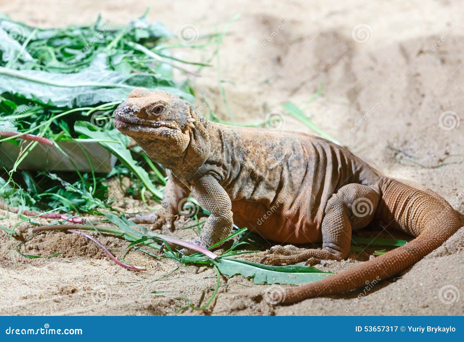 Varan Eats Stock Photos - Free & Royalty-Free Stock Photos from Dreamstime