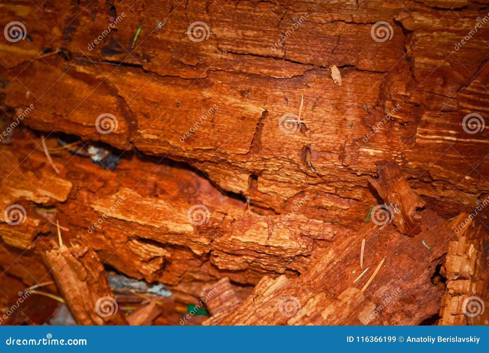 Texture of rotten tree stock image. Image of design - 116366199