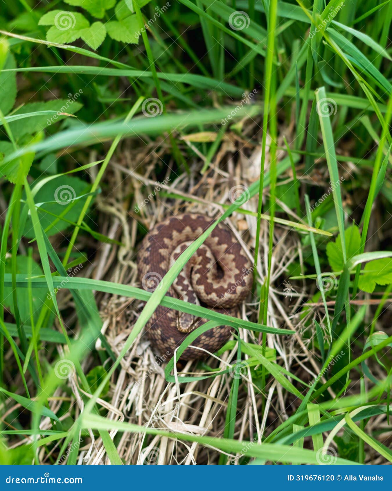 Viper snake stock photo. Image of reptile, brown, dangerous - 319676120