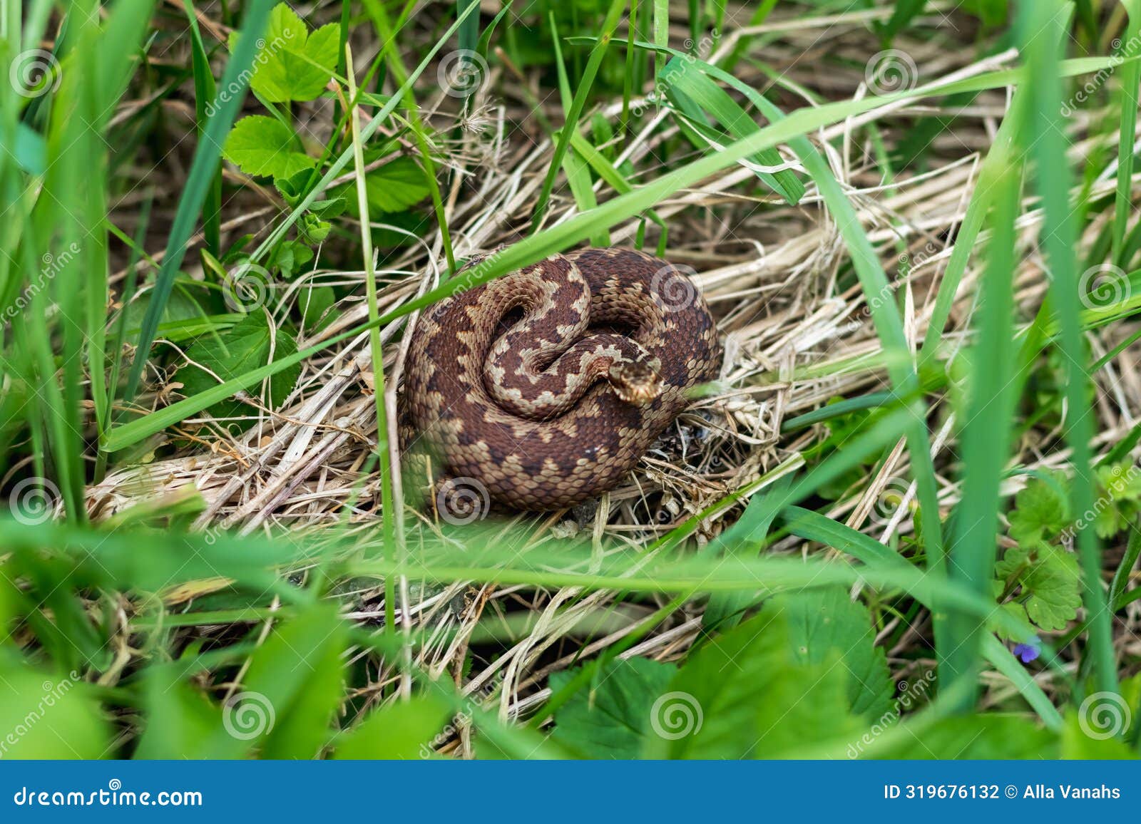 Viper snake stock photo. Image of european, venom, snake - 319676132