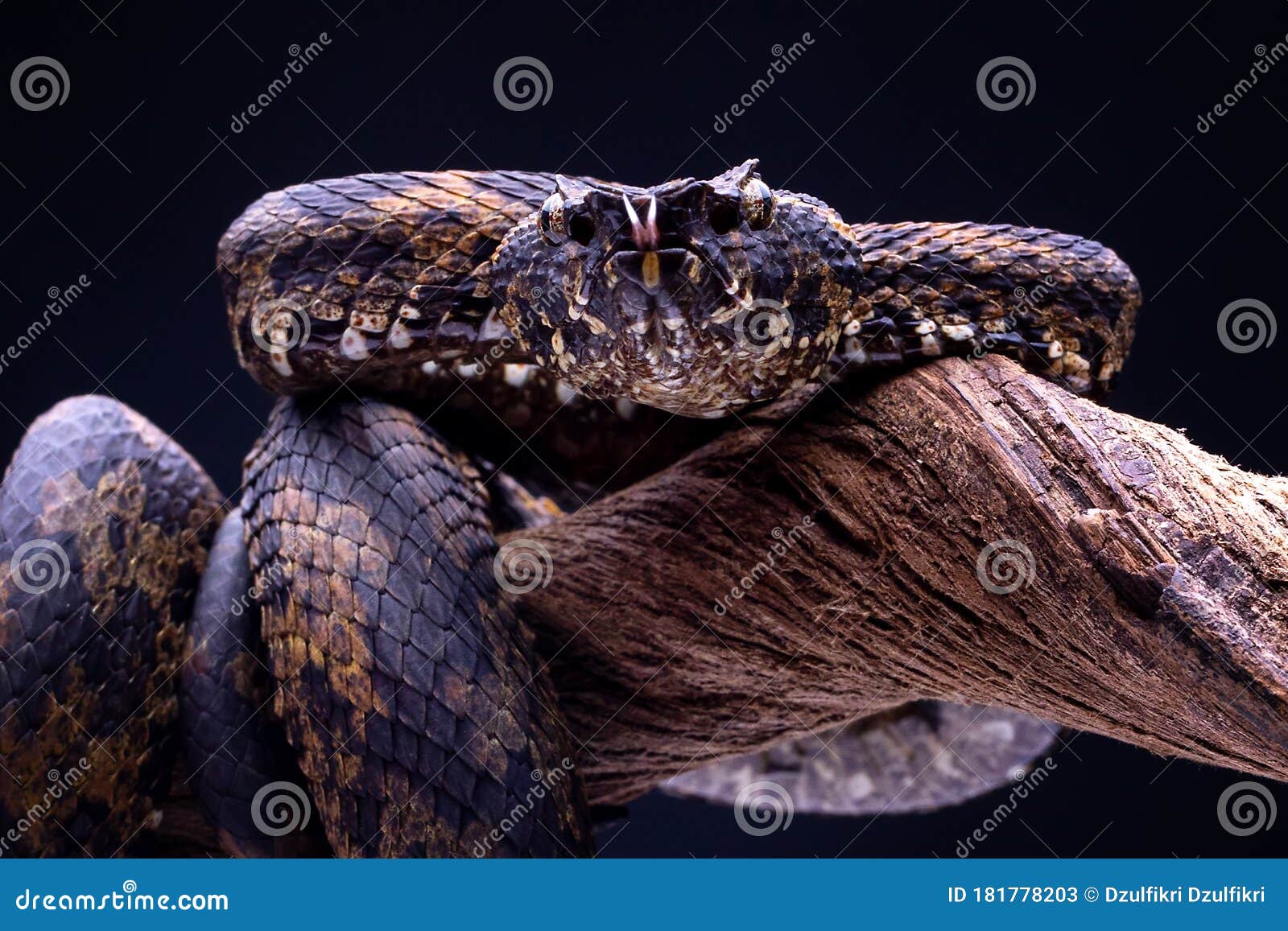 Top View Of Snake Shedding Skin Royalty-Free Stock Photography ...
