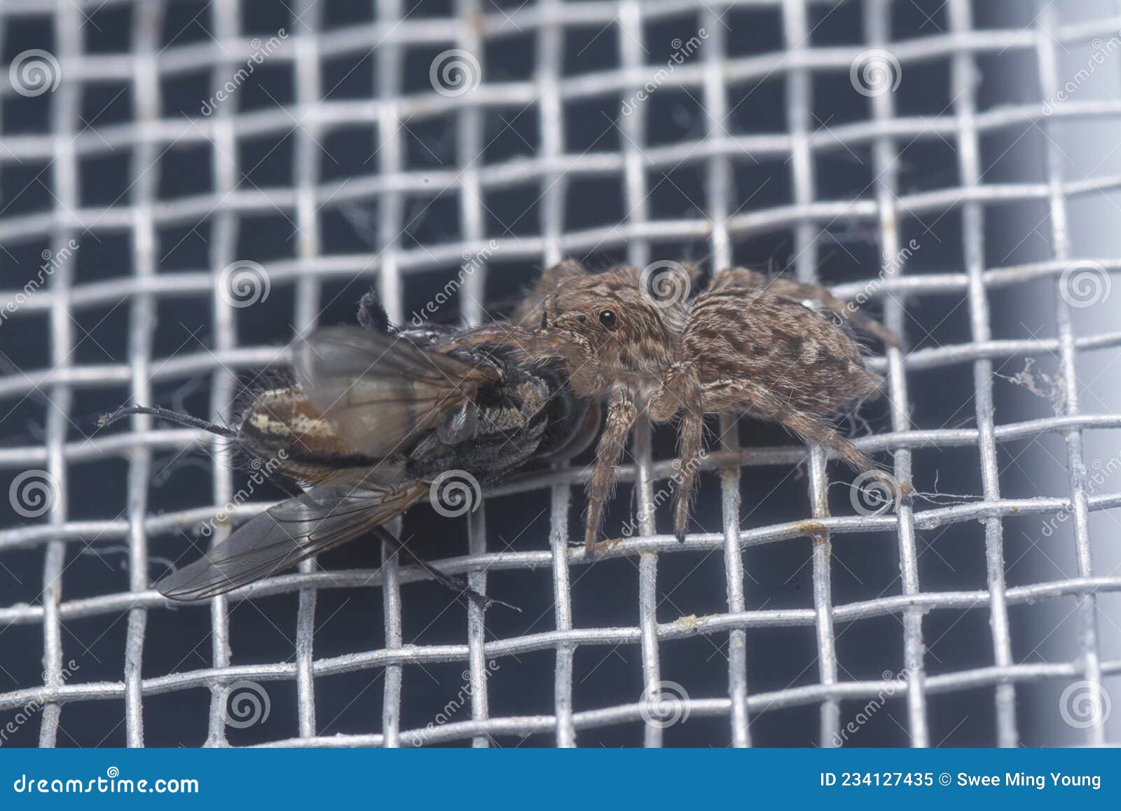 Brown Wall Jumping Spider Caught a Housefly Stock Image - Image of ...
