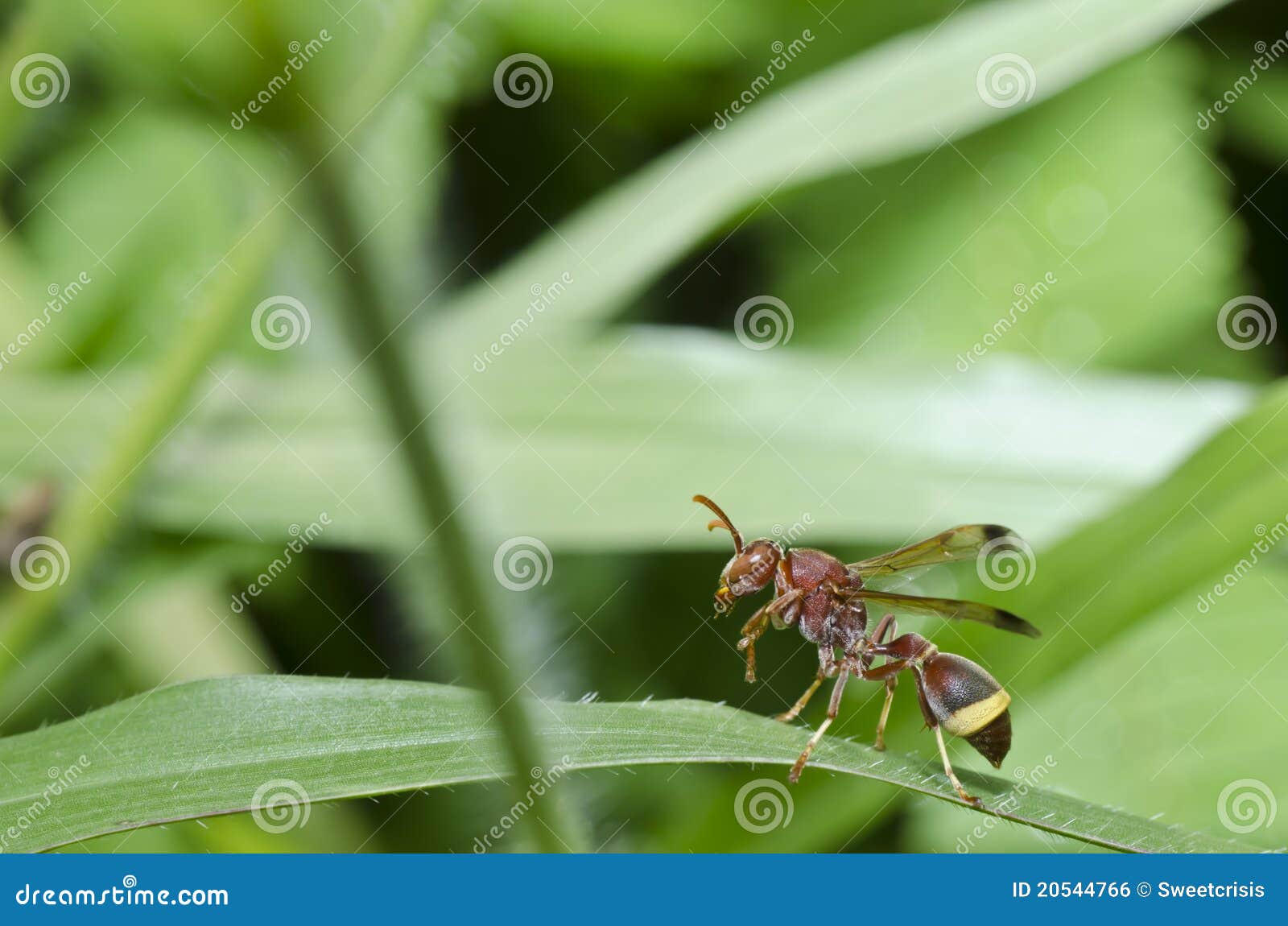 Brown wasp in forest stock photo. Image of yellow, antenna - 20544766