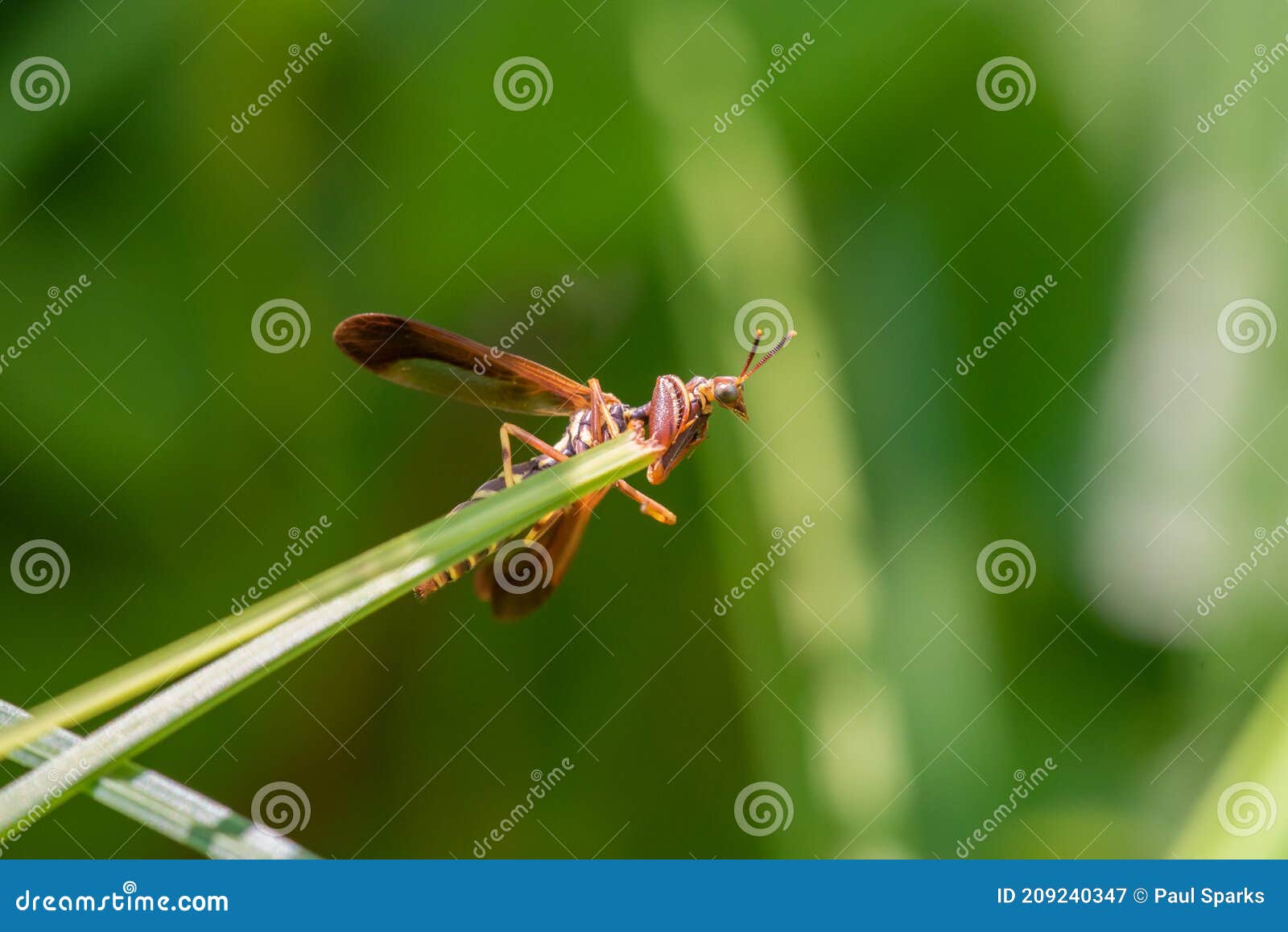 Brown Wasp Mantidfly stock image. Image of brunnea, insect - 209240347