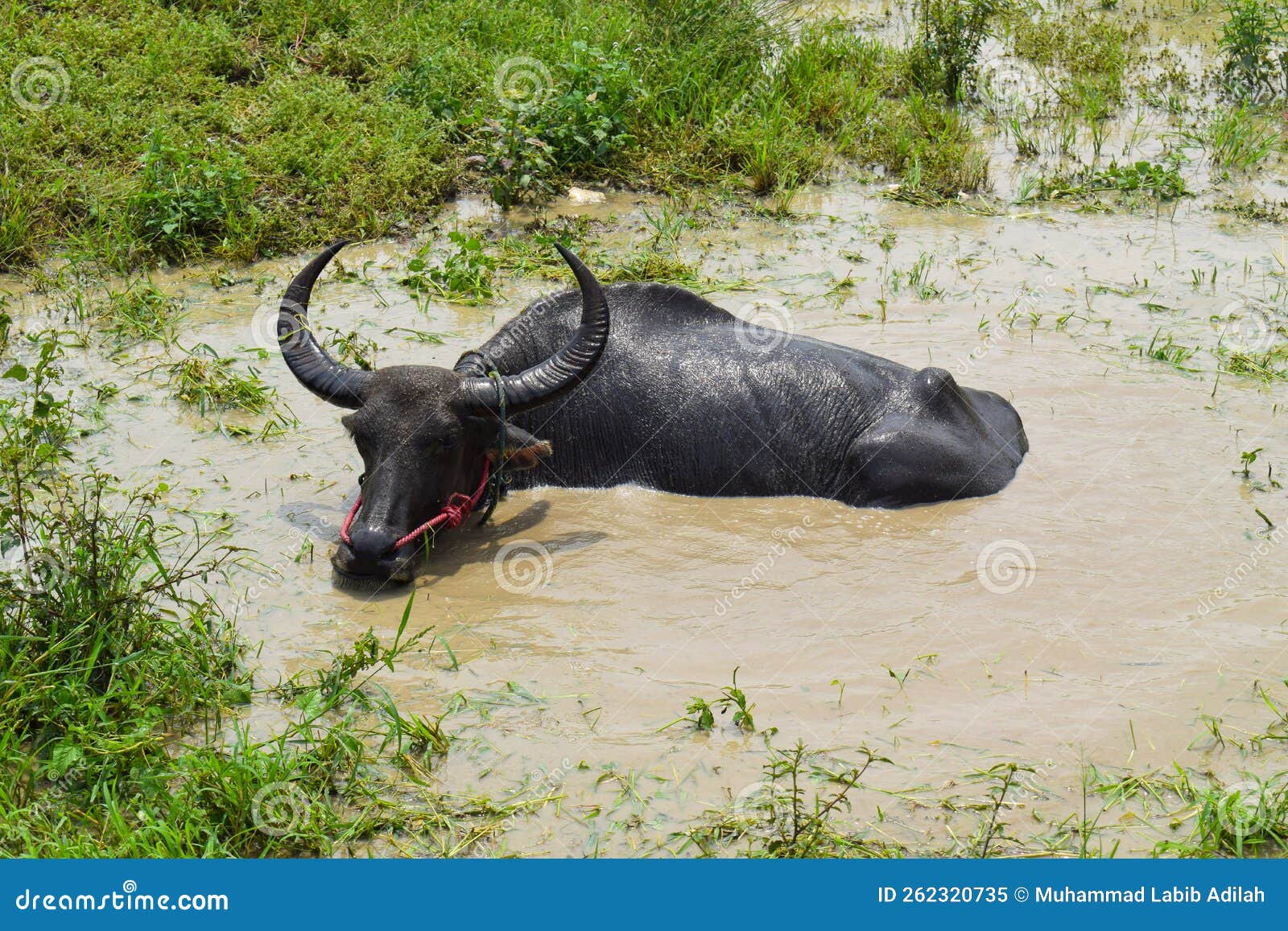 Brown Water Buffalo are Bathing in the Mud Stock Image - Image of asian ...