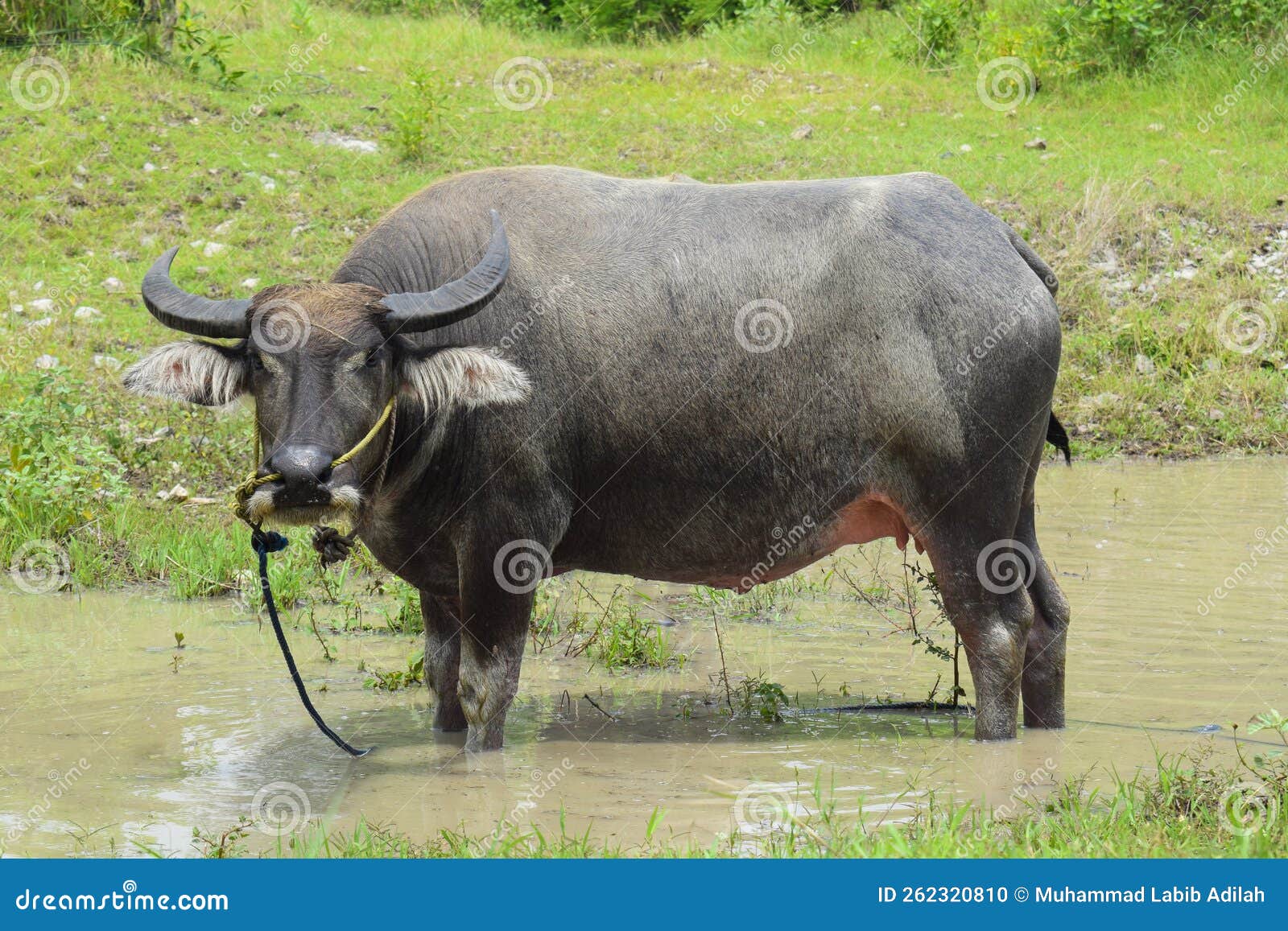 Brown Water Buffalo are Bathing in the Mud Stock Photo - Image of close ...