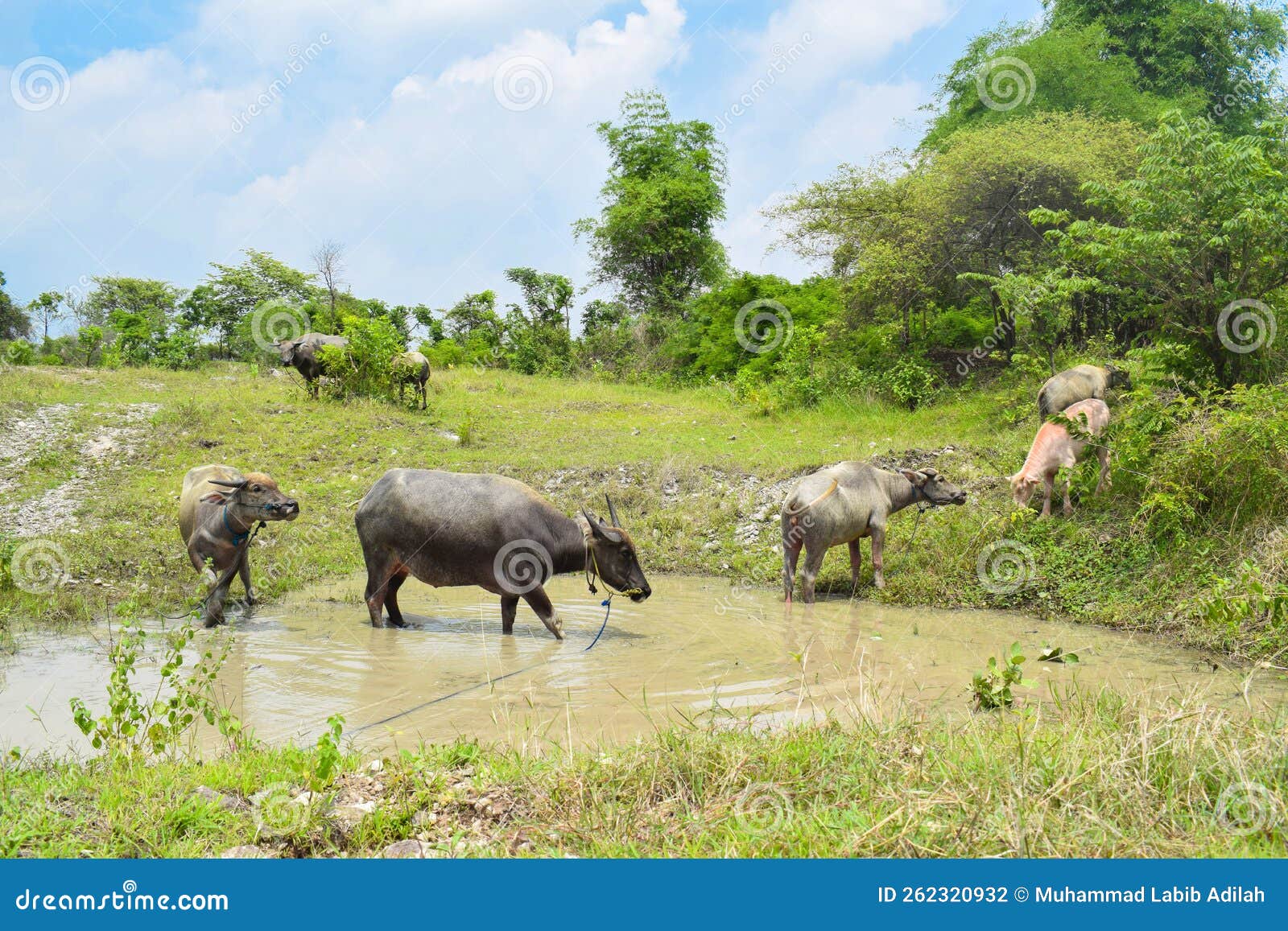 Brown Water Buffalo are Bathing in the Mud Stock Photo - Image of ...