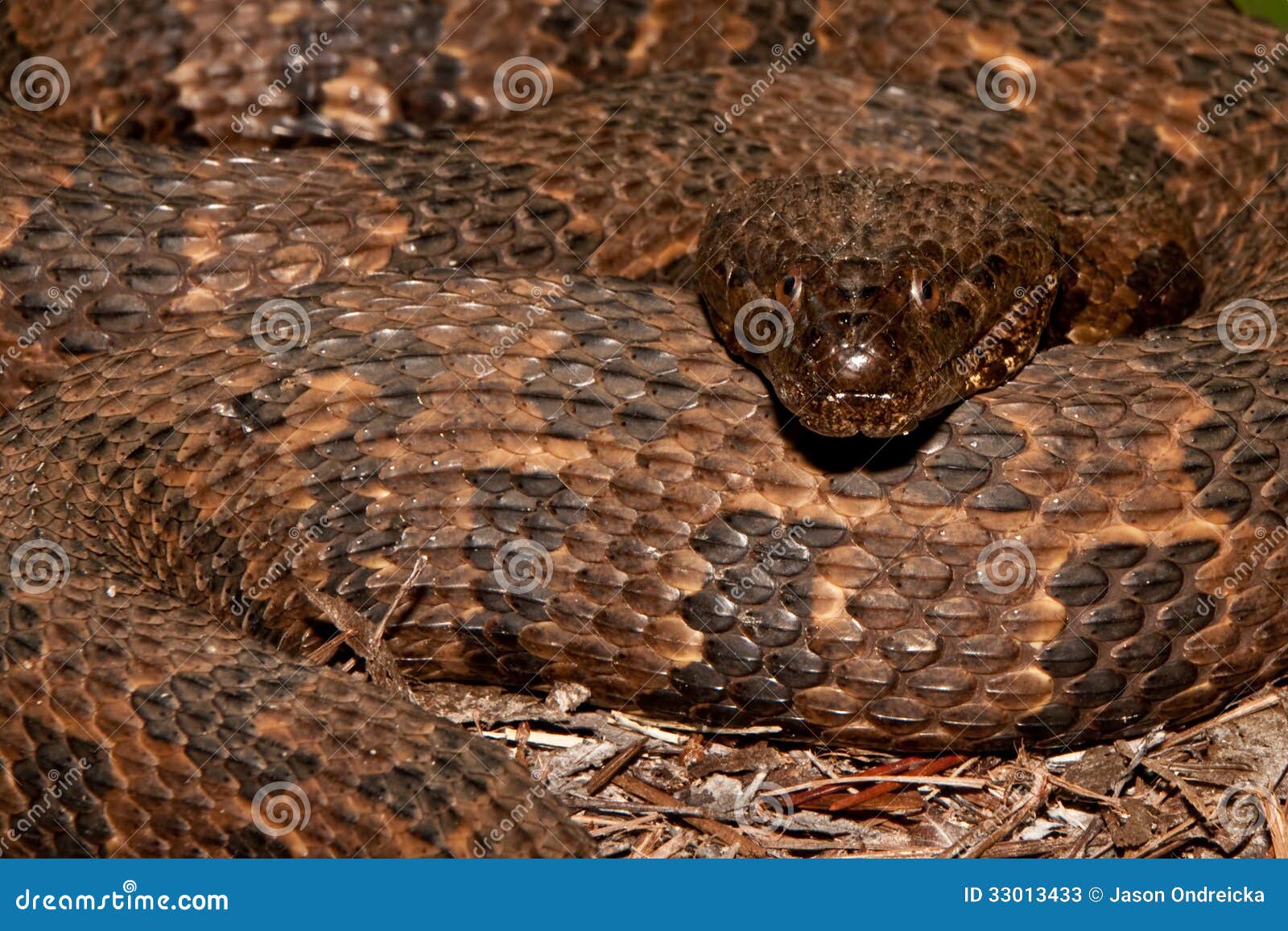 Brown Water Snake stock image. Image of common, heavy - 33013433