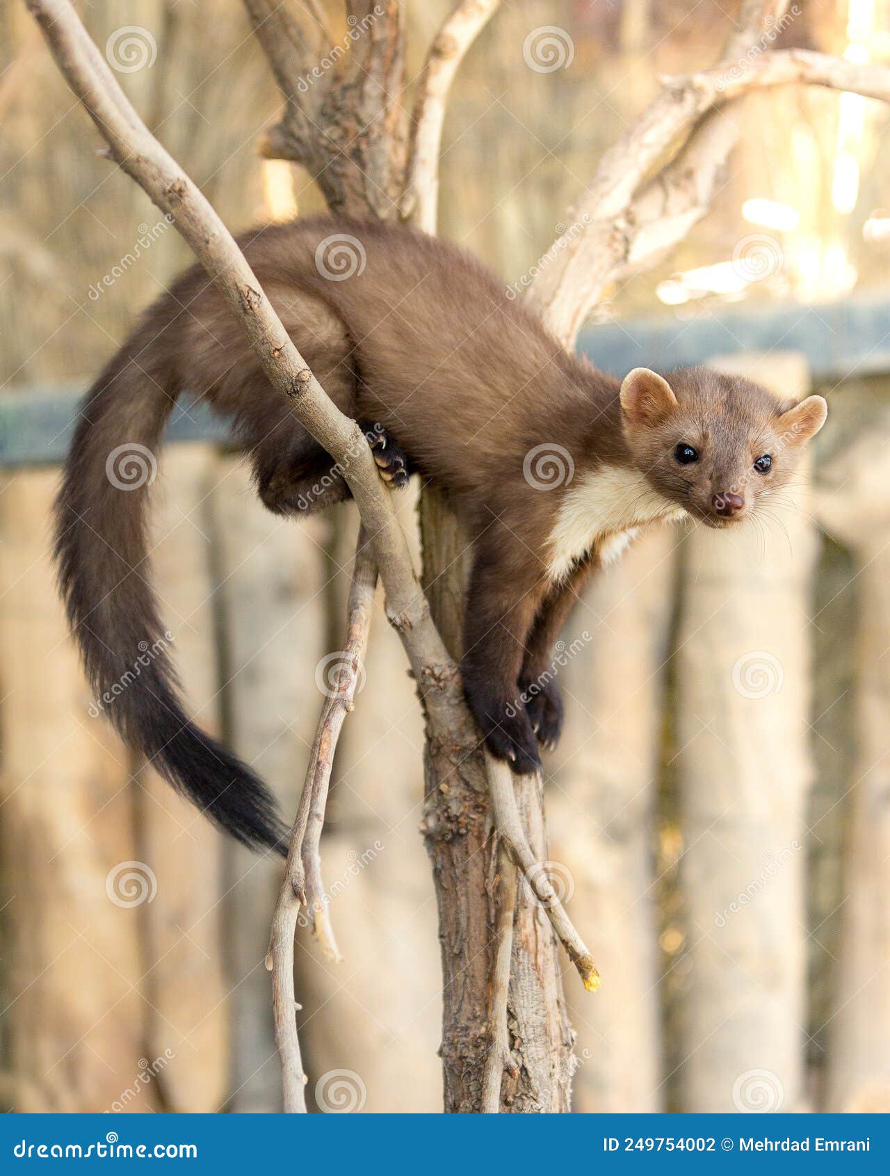 A Brown Weasel on a branch stock photo. Image of aftab - 249754002