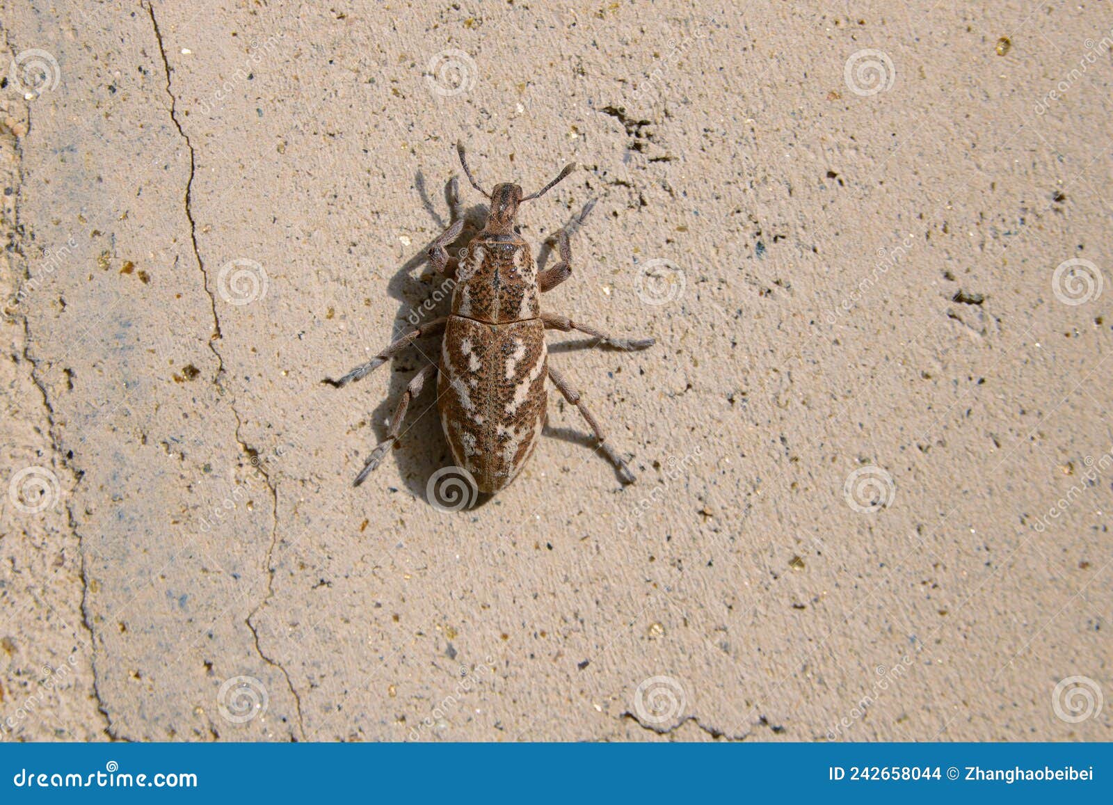 Brown weevil stock photo. Image of curculio, beetle - 242658044