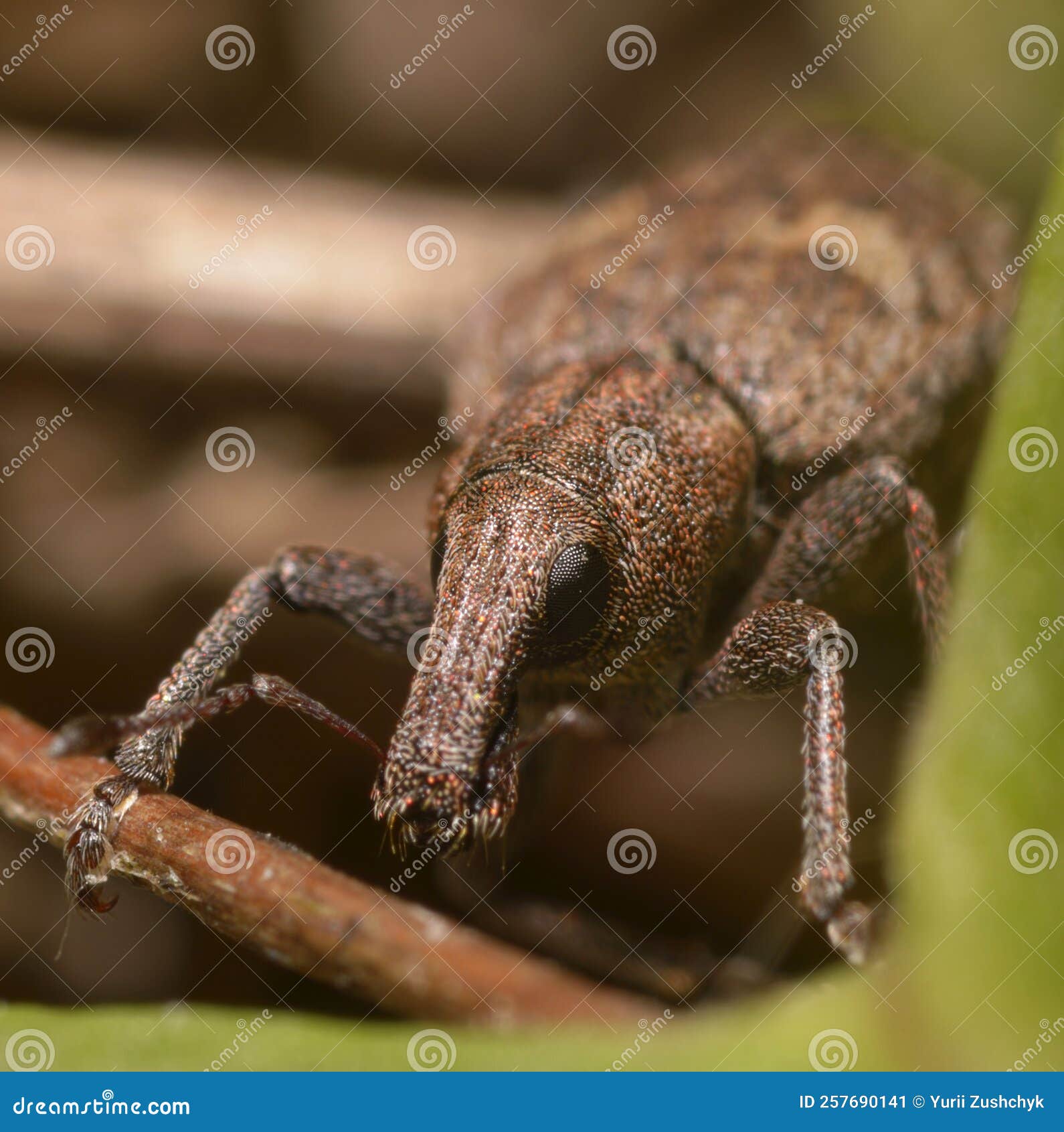 Brown Weevil Sitting on a Plant Stem in a Field Stock Image - Image of ...