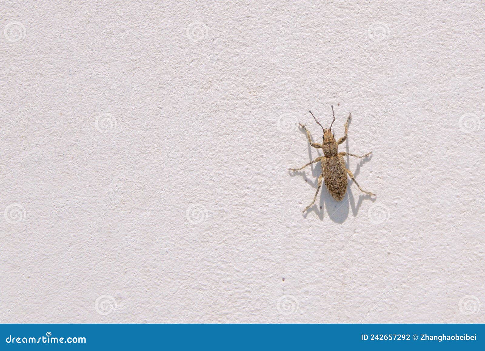 Brown weevil stock photo. Image of insects, animal, brown - 242657292