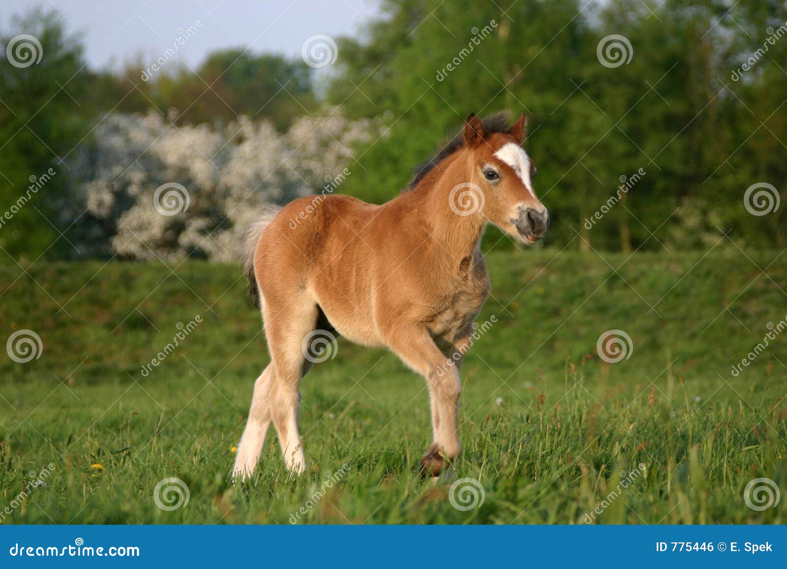 68,726 Pony Photos - Free & Royalty-Free Stock Photos from Dreamstime