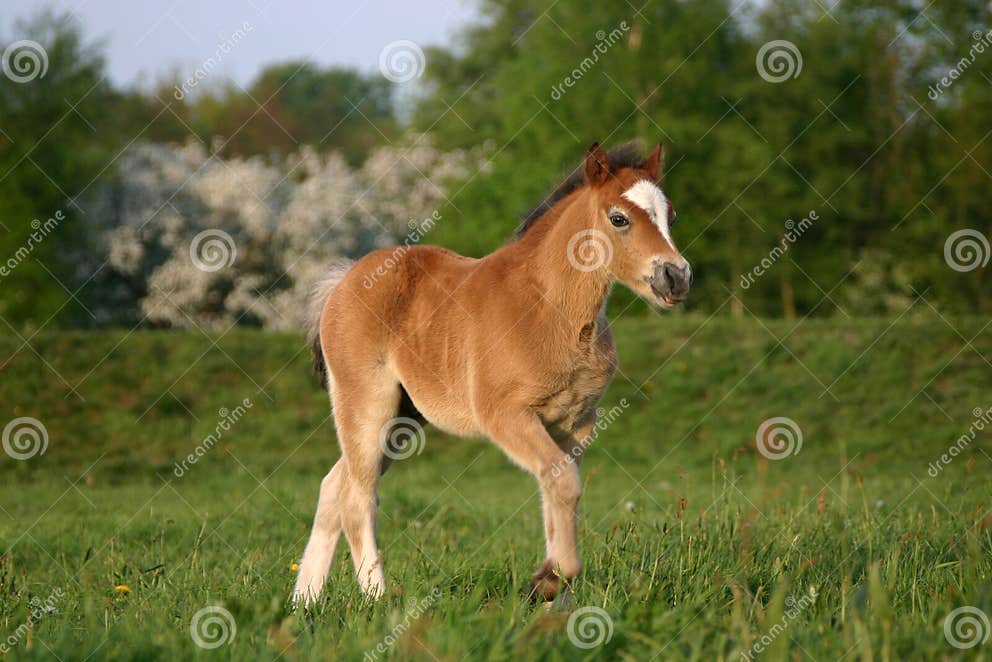 Brown welsh pony foal stock photo. Image of mare, born - 775446