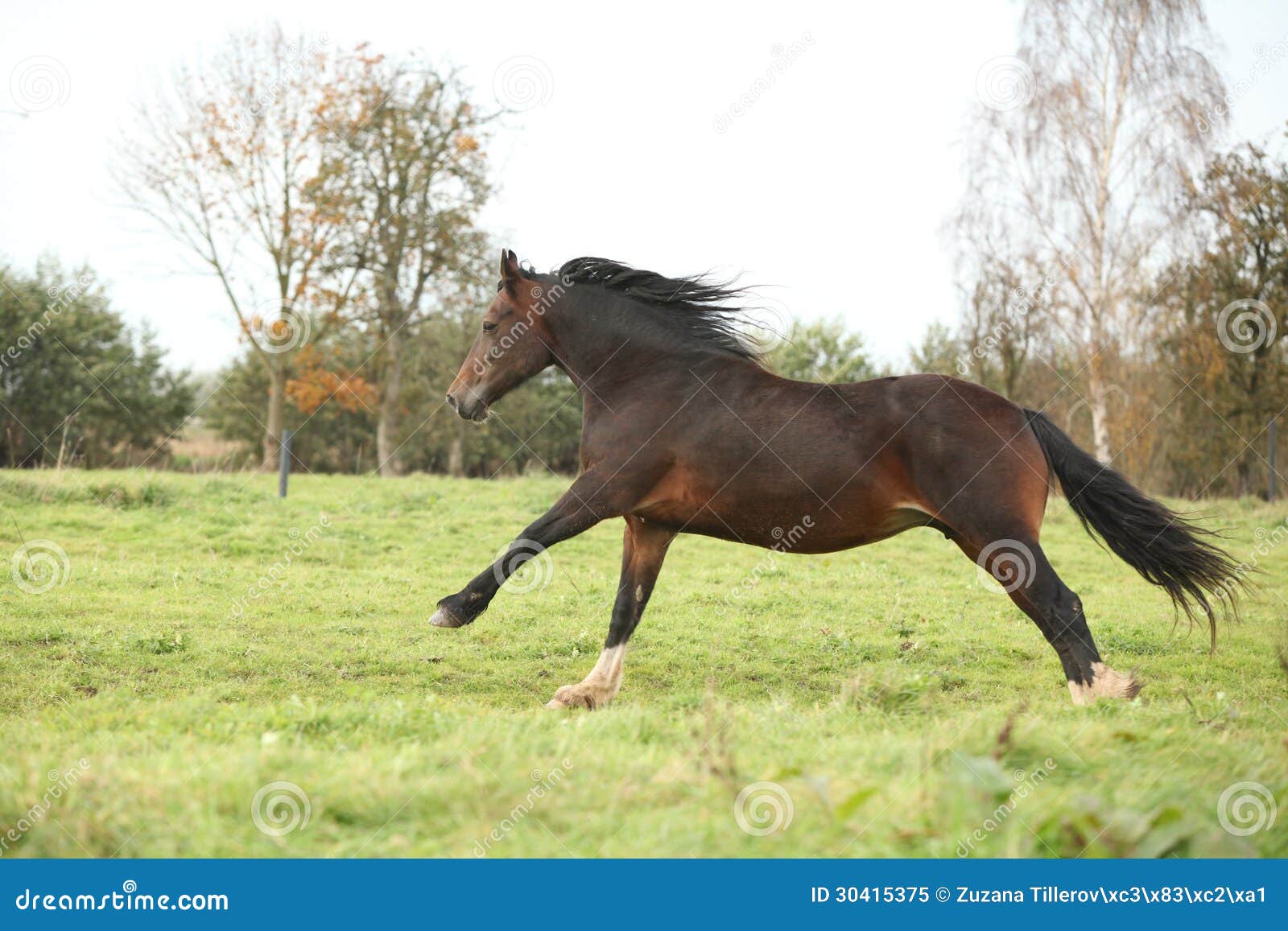 Brown Welsh Pony Mare Running Stock Image - Image of pasturage, strong ...