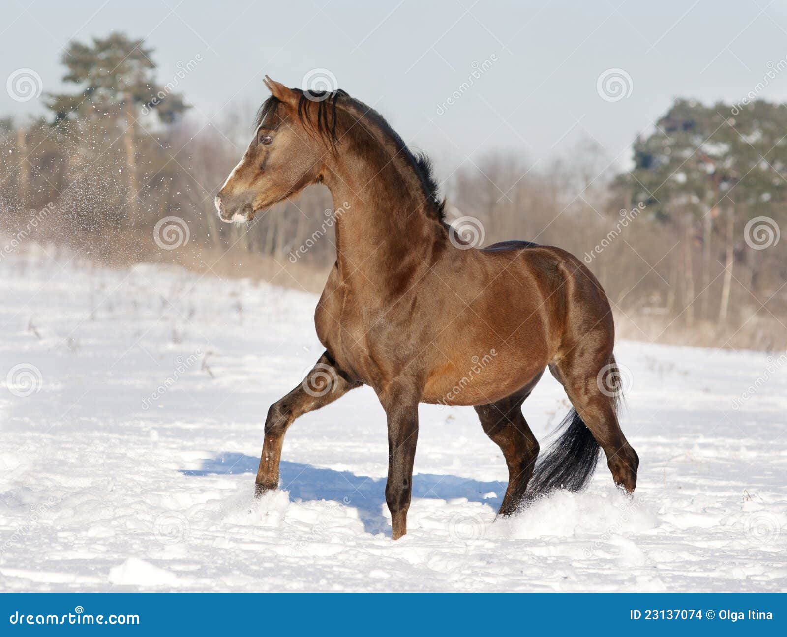 Brown welsh pony in snow stock photo. Image of dressage - 23137074