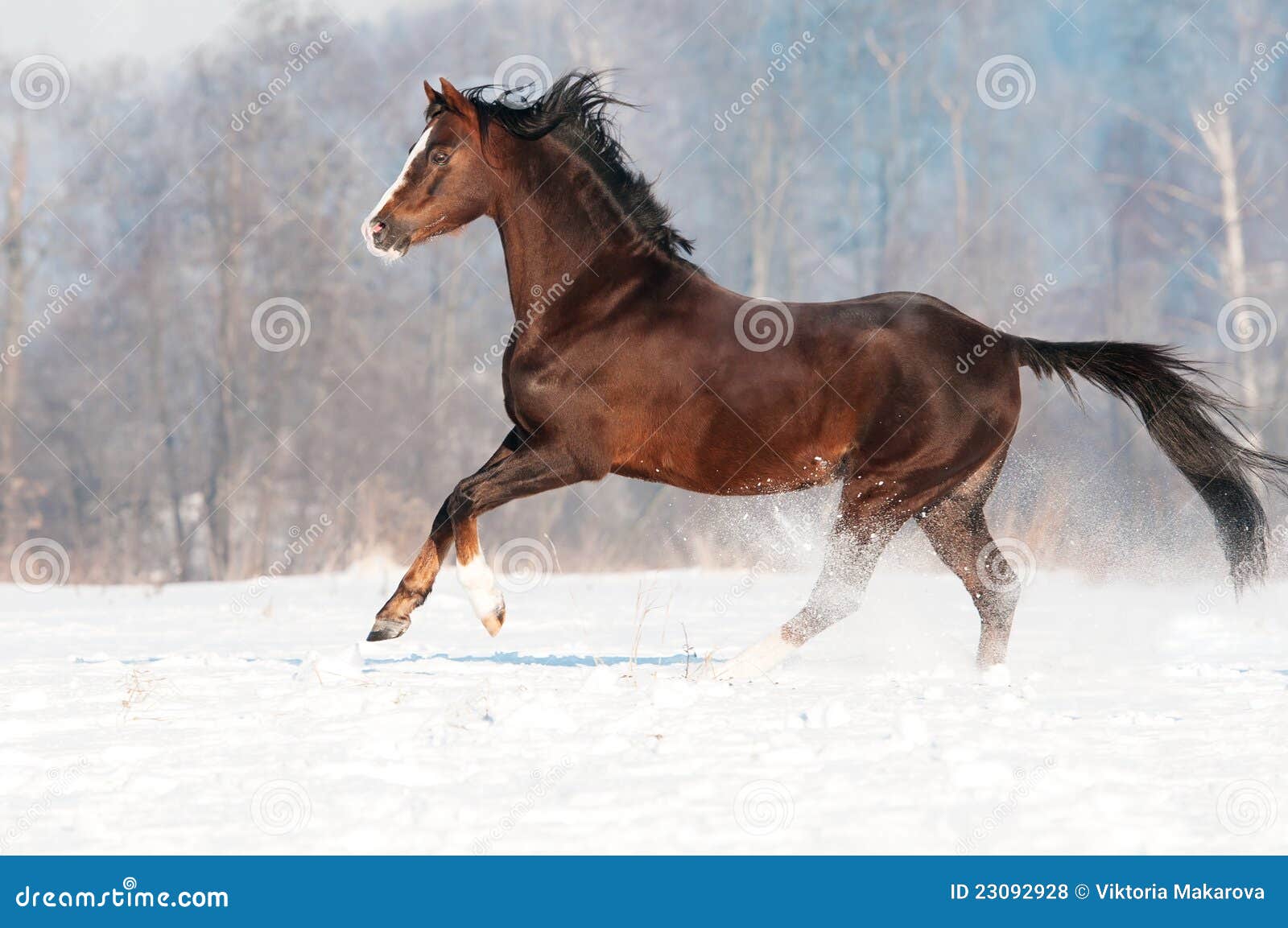 Brown Welsh Pony Stallion in Winter Stock Photo - Image of horse ...