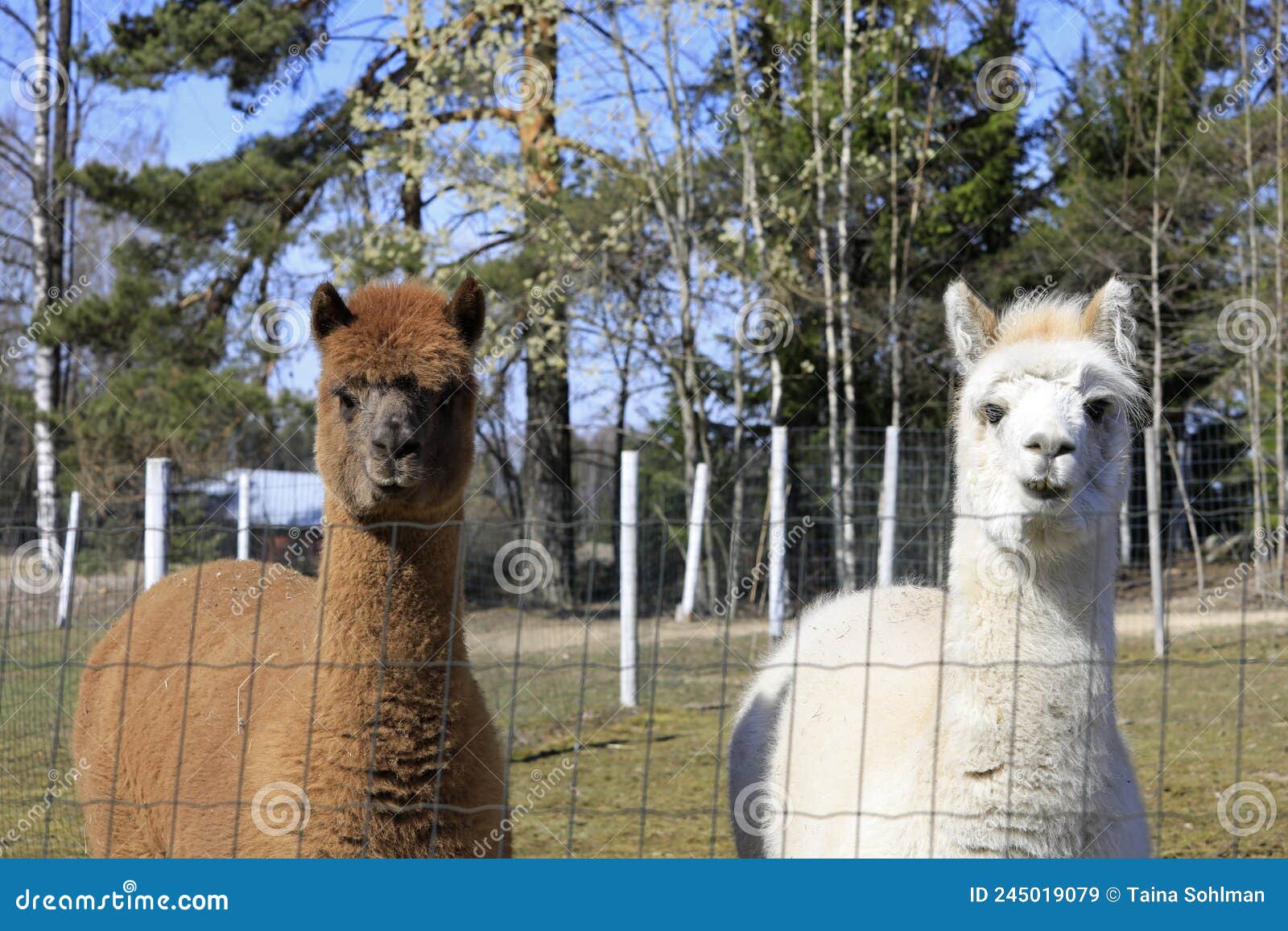 Domesticated Alpacas Stock Photography | CartoonDealer.com #42963152