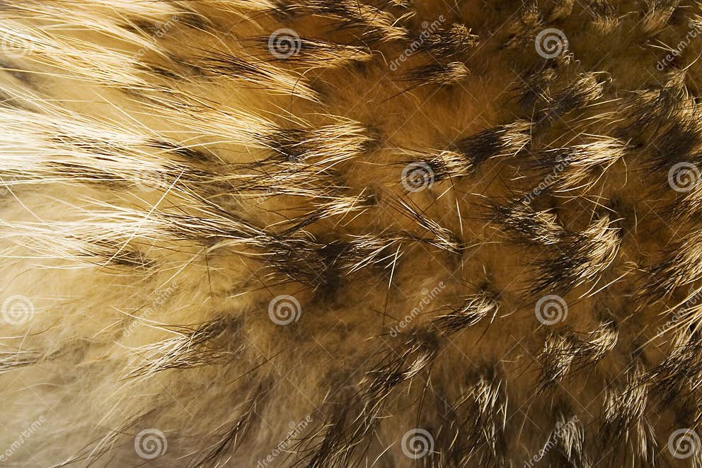 Brown and White Animal Fell Texture Stock Image - Image of material ...
