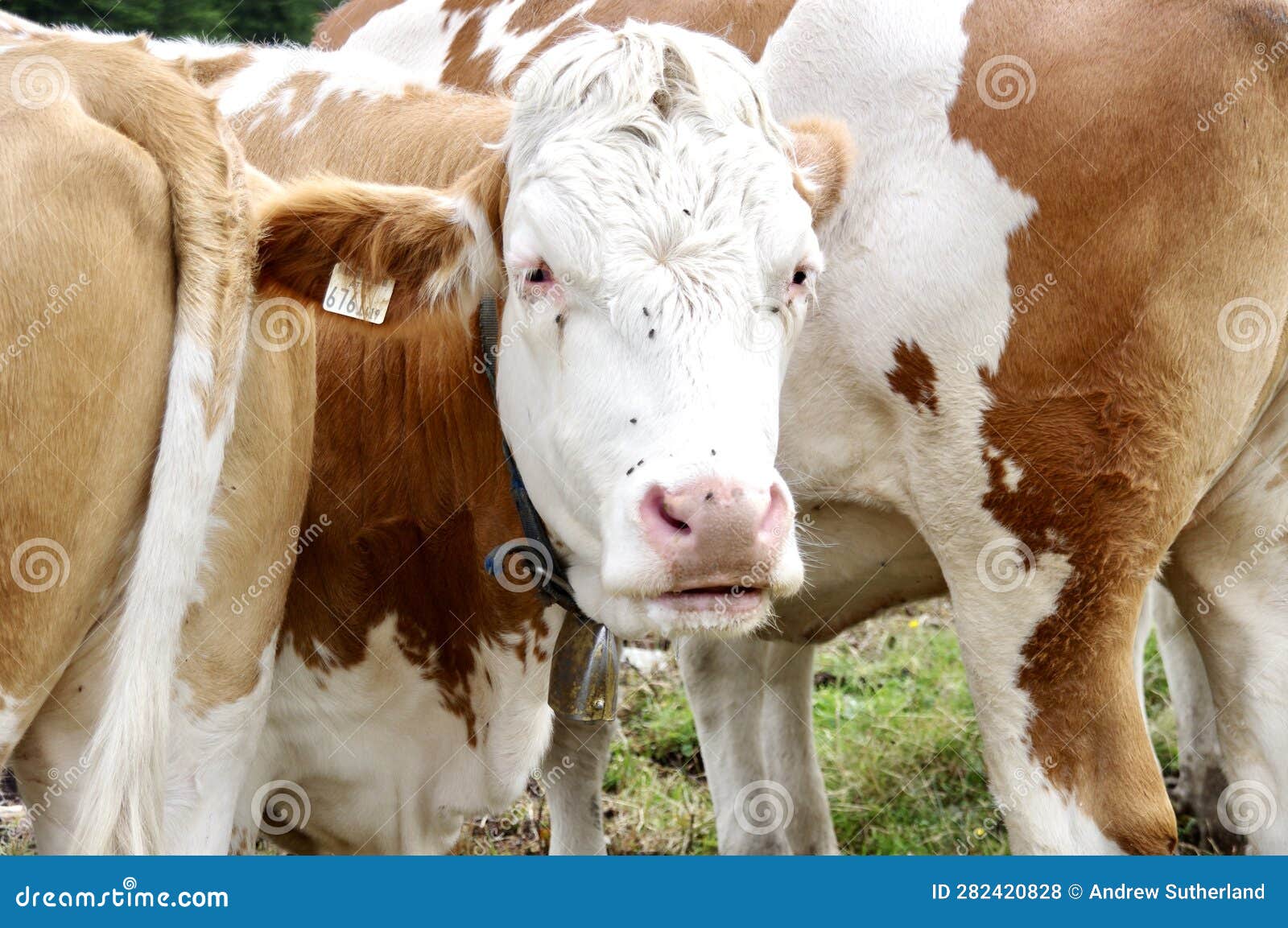 Brown and White Austrian Cattle in the Tyrollean Mountains Stock Photo ...