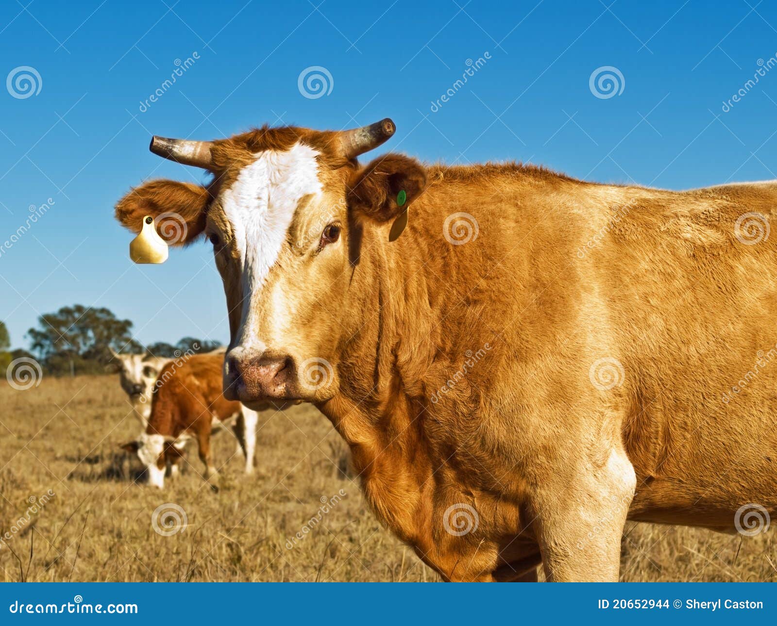 Brown and White Beef Cattle Australian Bred Stock Photo - Image of beef ...