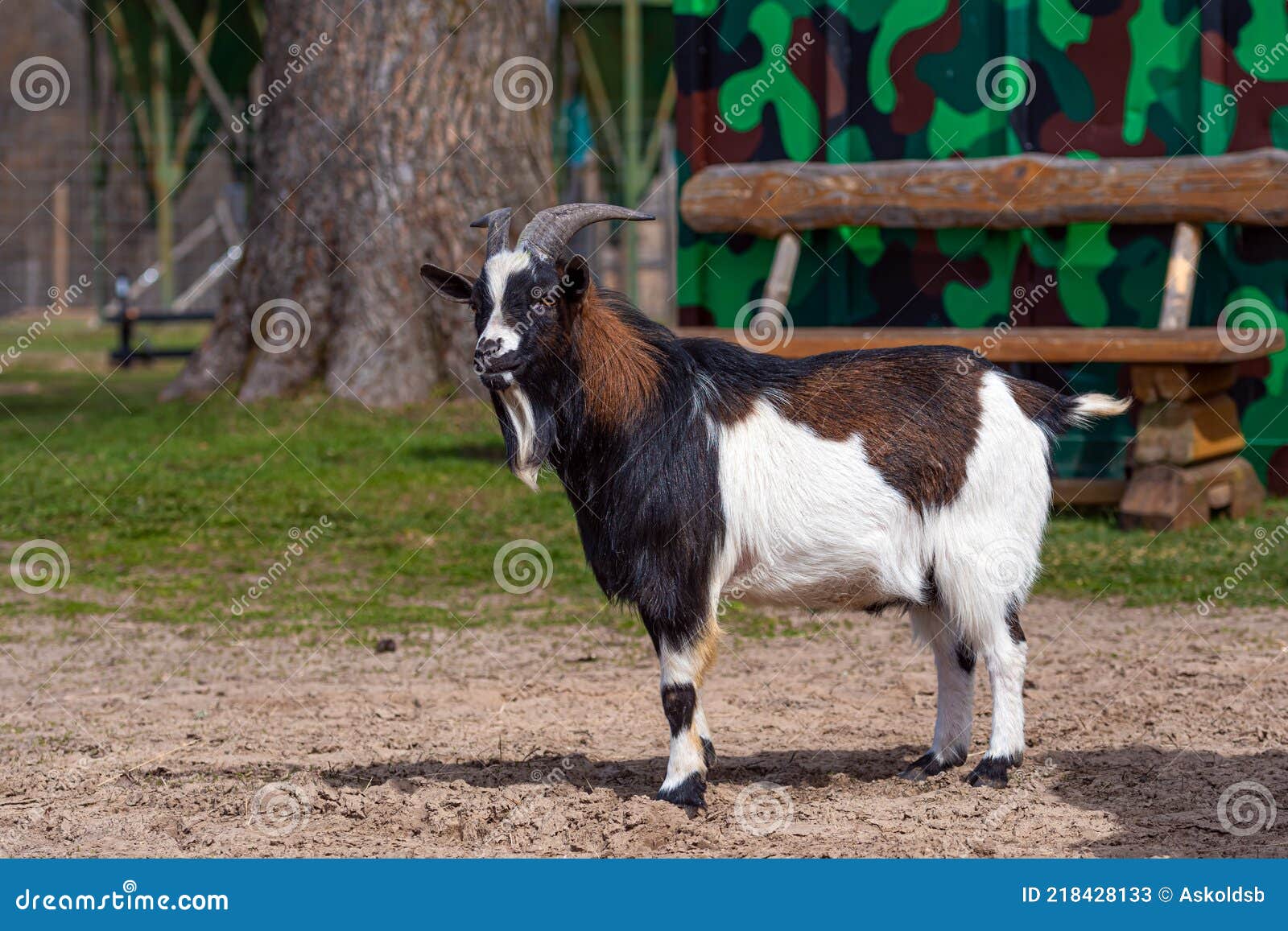 Spotted Goat Trio With Lop Ears In The Field Royalty-Free Stock Photo ...