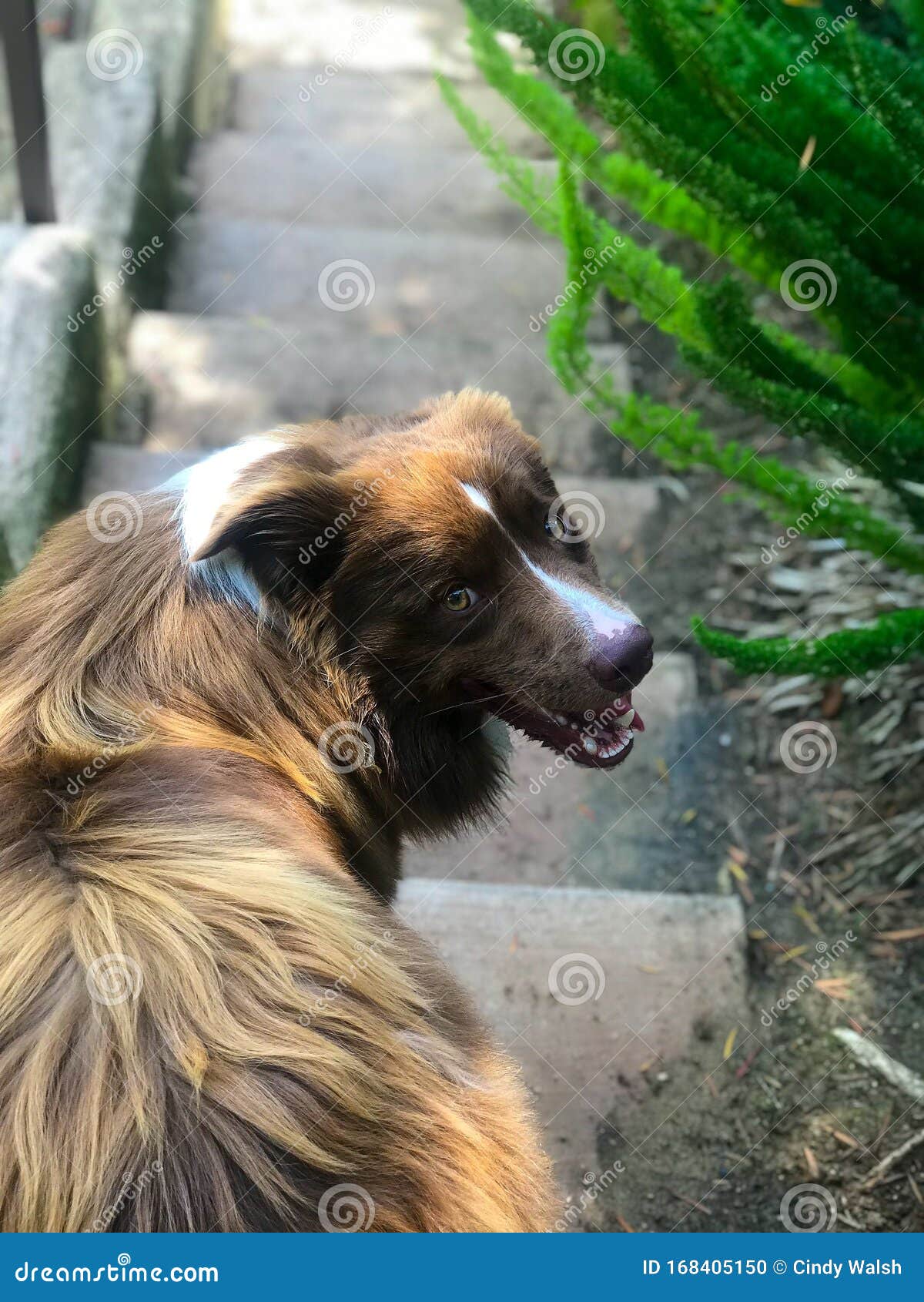 Border collie on pathway stock photo. Image of shot - 168405150