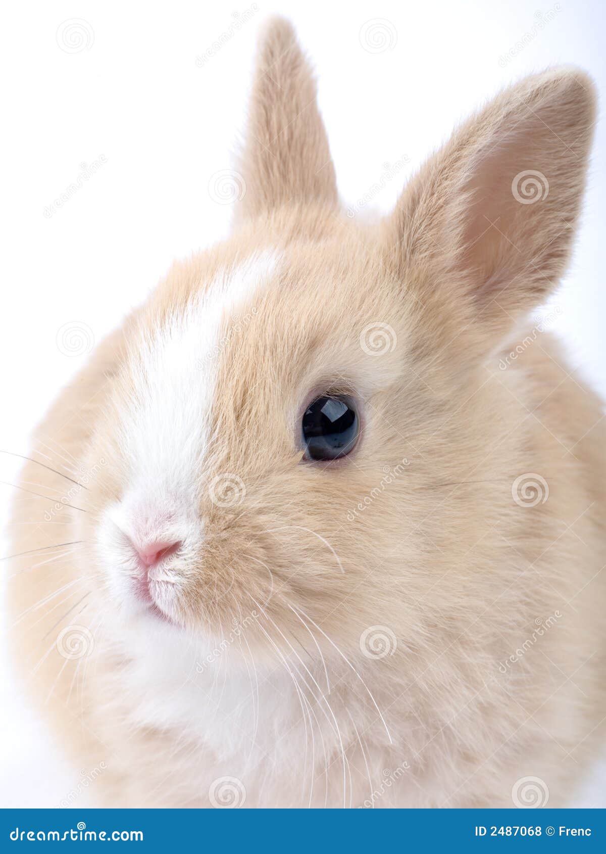 Brown-white bunny stock photo. Image of brown, domestic - 2487068