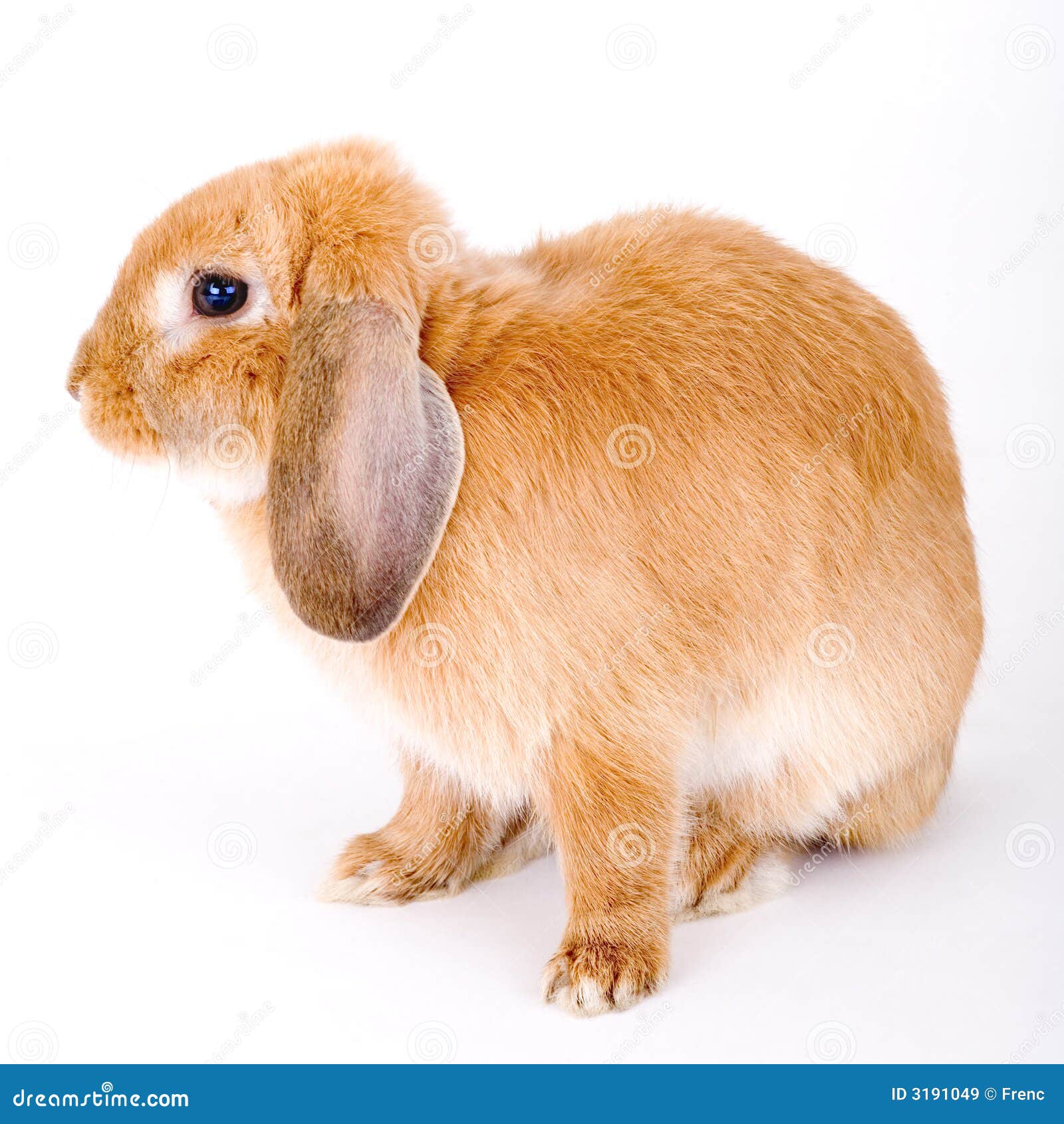 Brown-white bunny stock image. Image of animal, clean - 3191049
