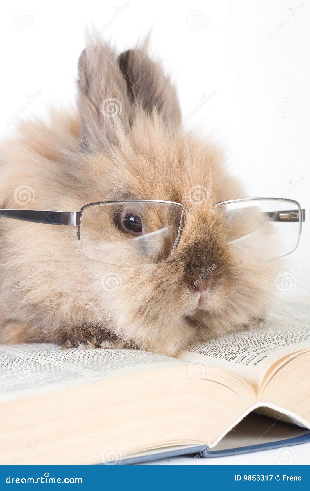 Brown-white bunny stock image. Image of bunny, small, sweet - 9853317
