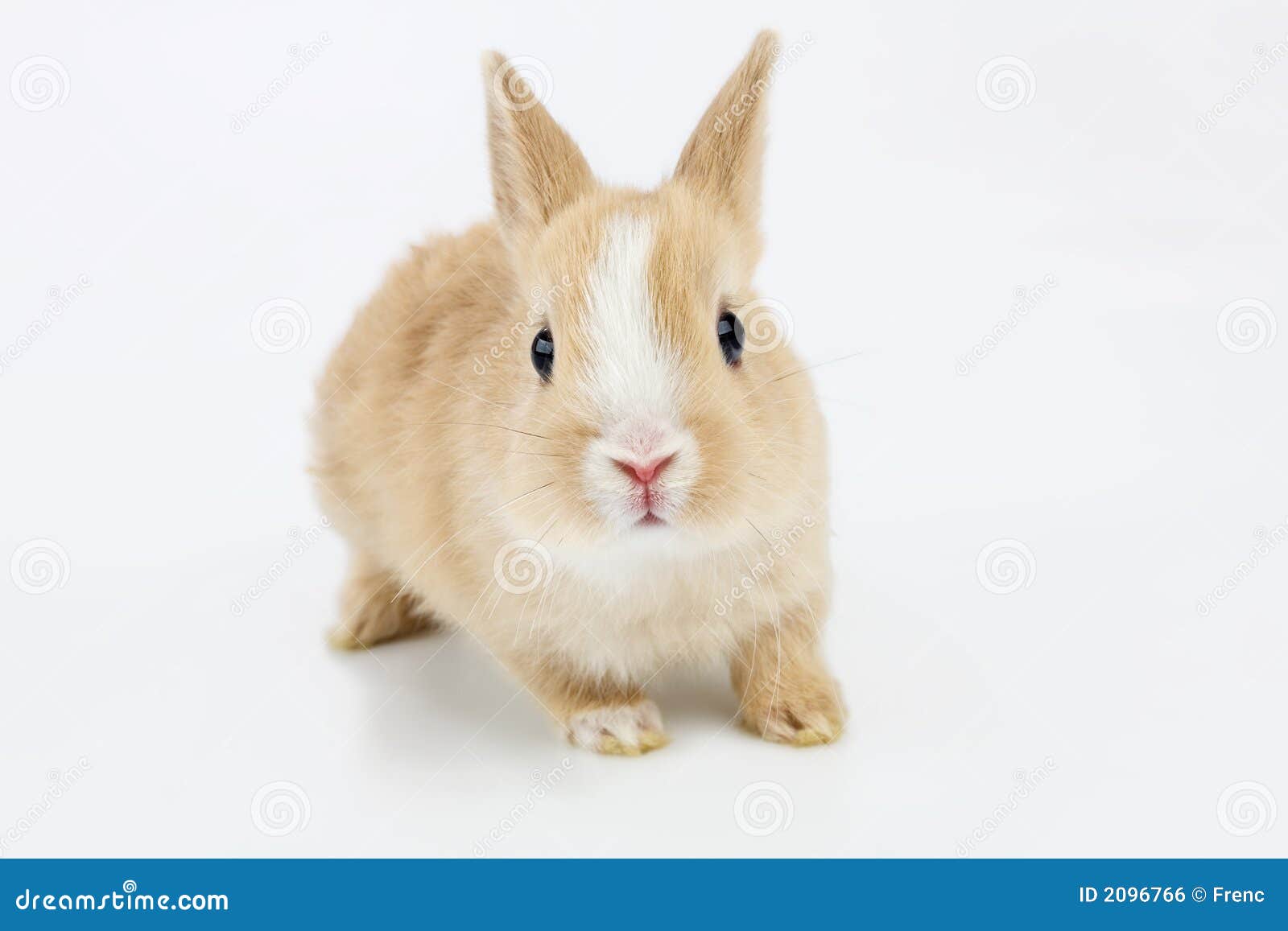 Brown-white Bunny, Isolated on Stock Photo - Image of brown, little ...