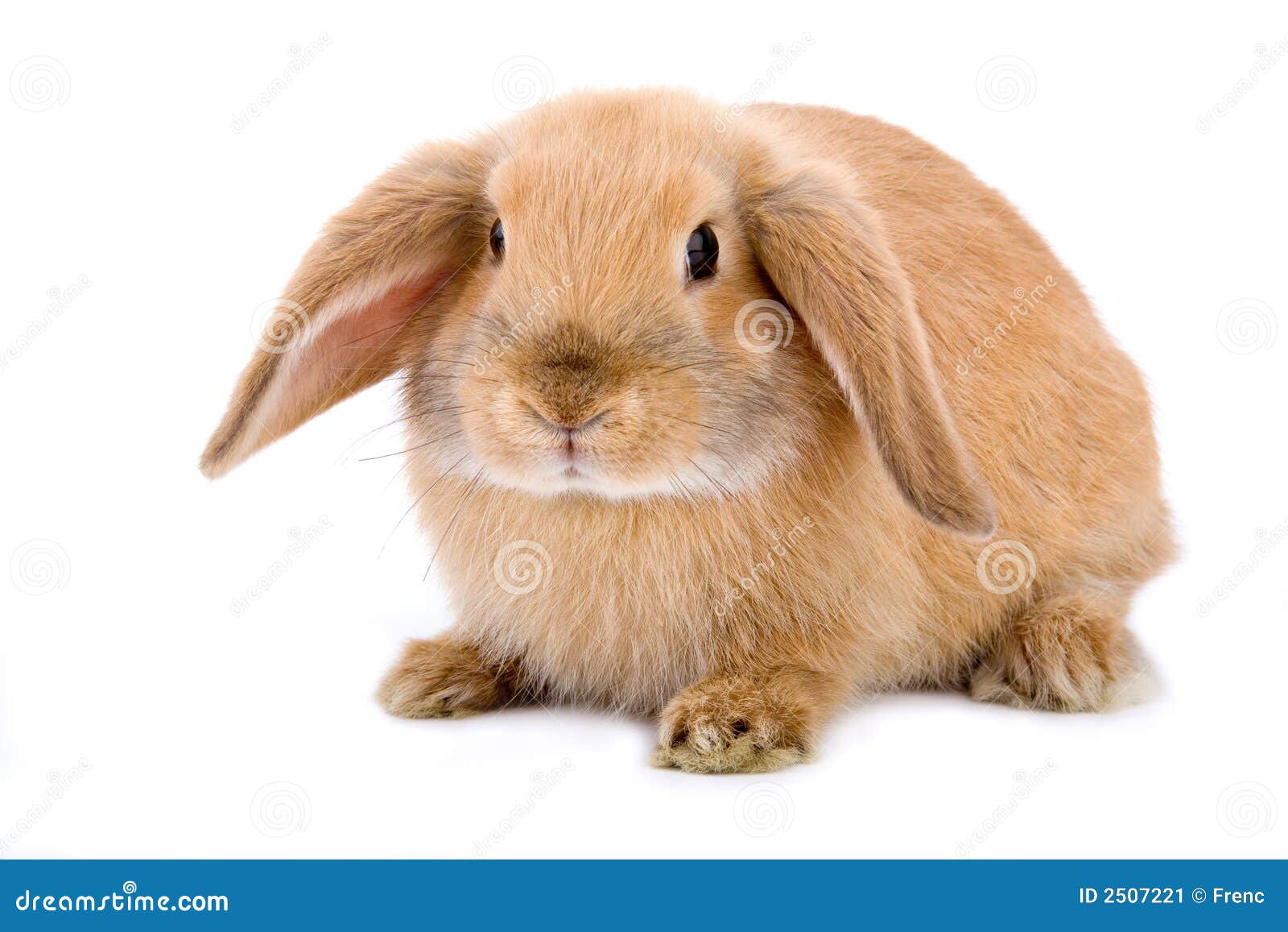 Brown-white Bunny, Isolated Stock Image - Image of young, tiny: 2507221