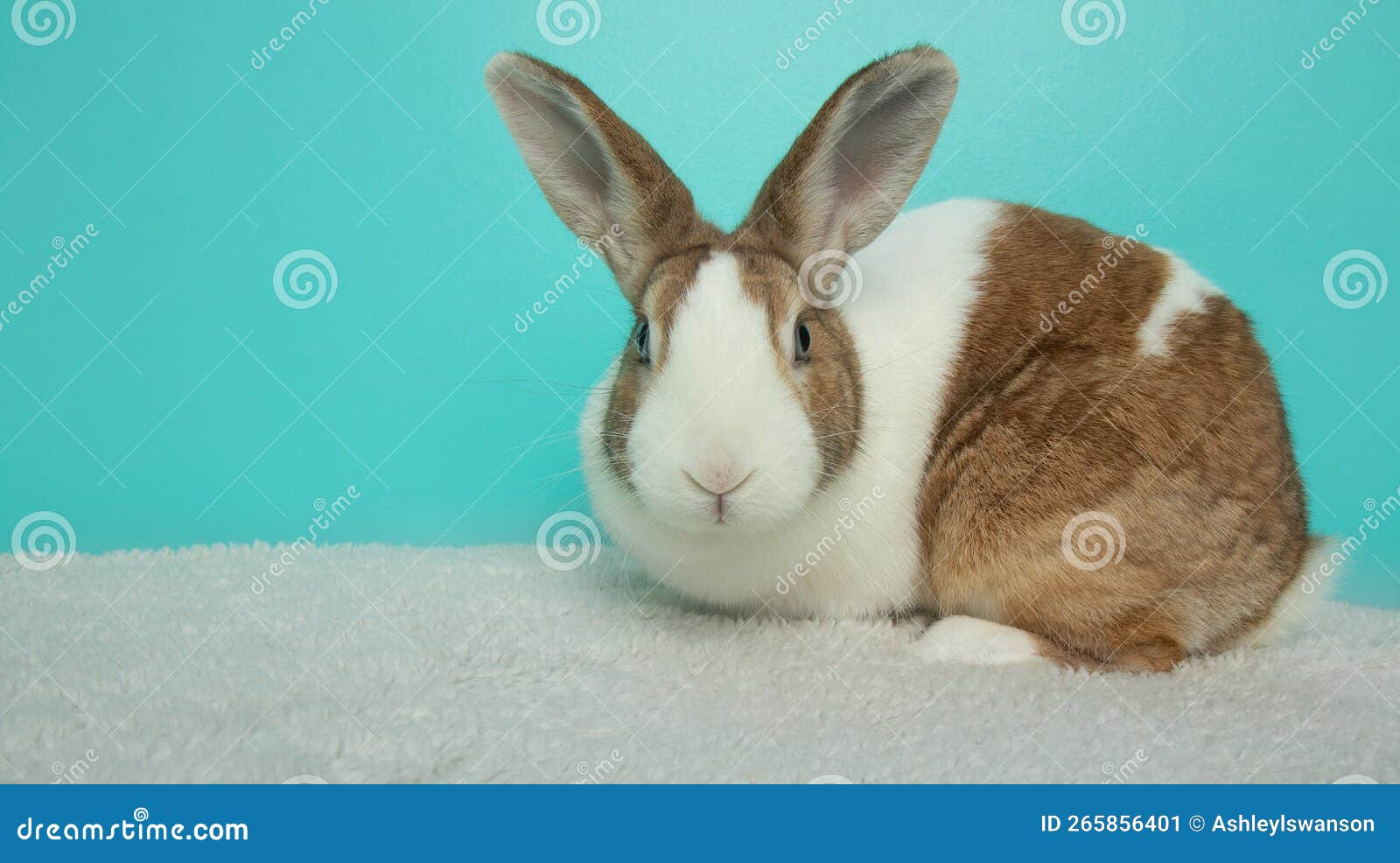 Brown and White Bunny Rabbit with Blue Eyes Stock Image - Image of ...