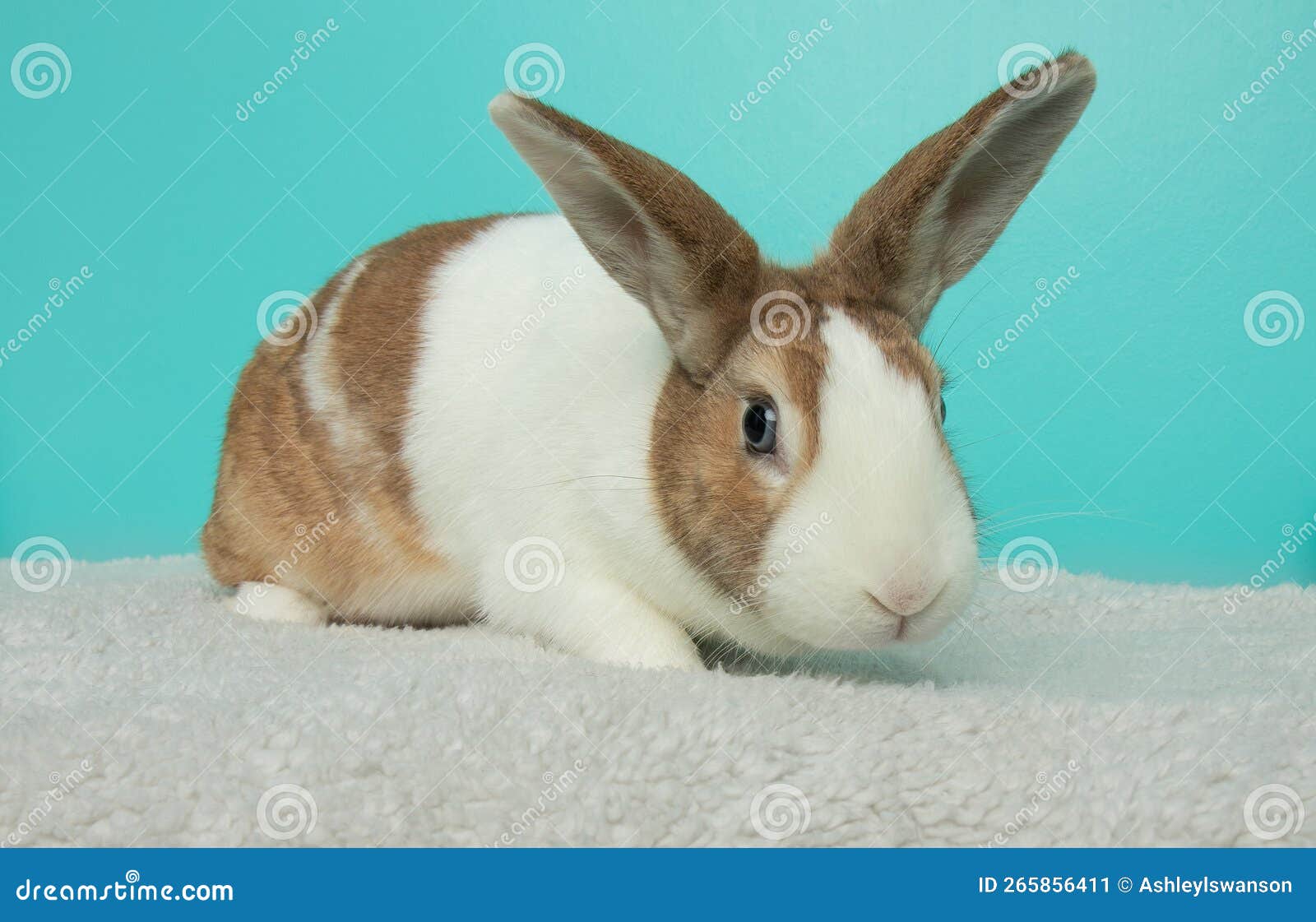 Brown and White Bunny Rabbit with Blue Eyes Portrait Stock Image ...