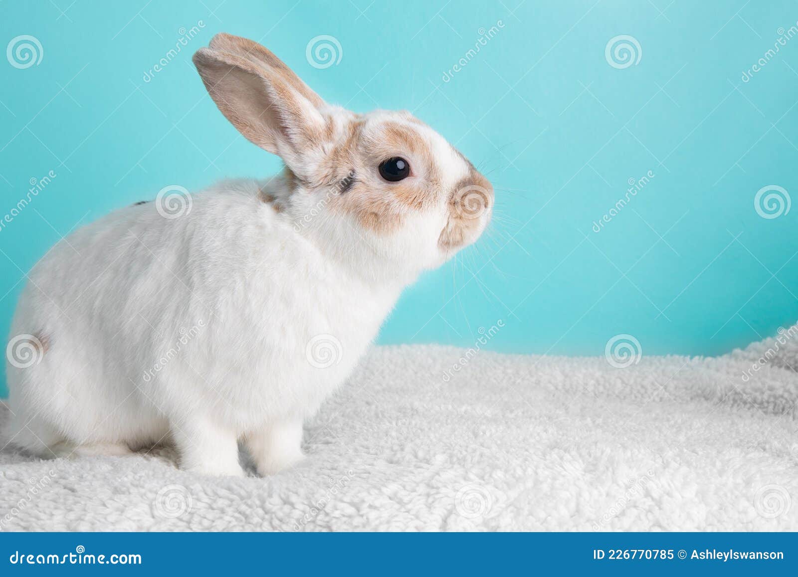 Brown and White Bunny Rabbit Stock Image - Image of nature, small ...