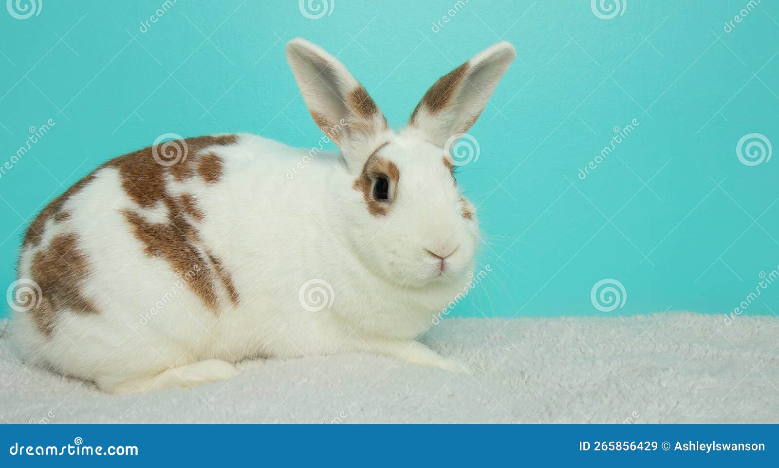 Brown and White Bunny Rabbit with Brown Eyes Portrait Stock Image ...