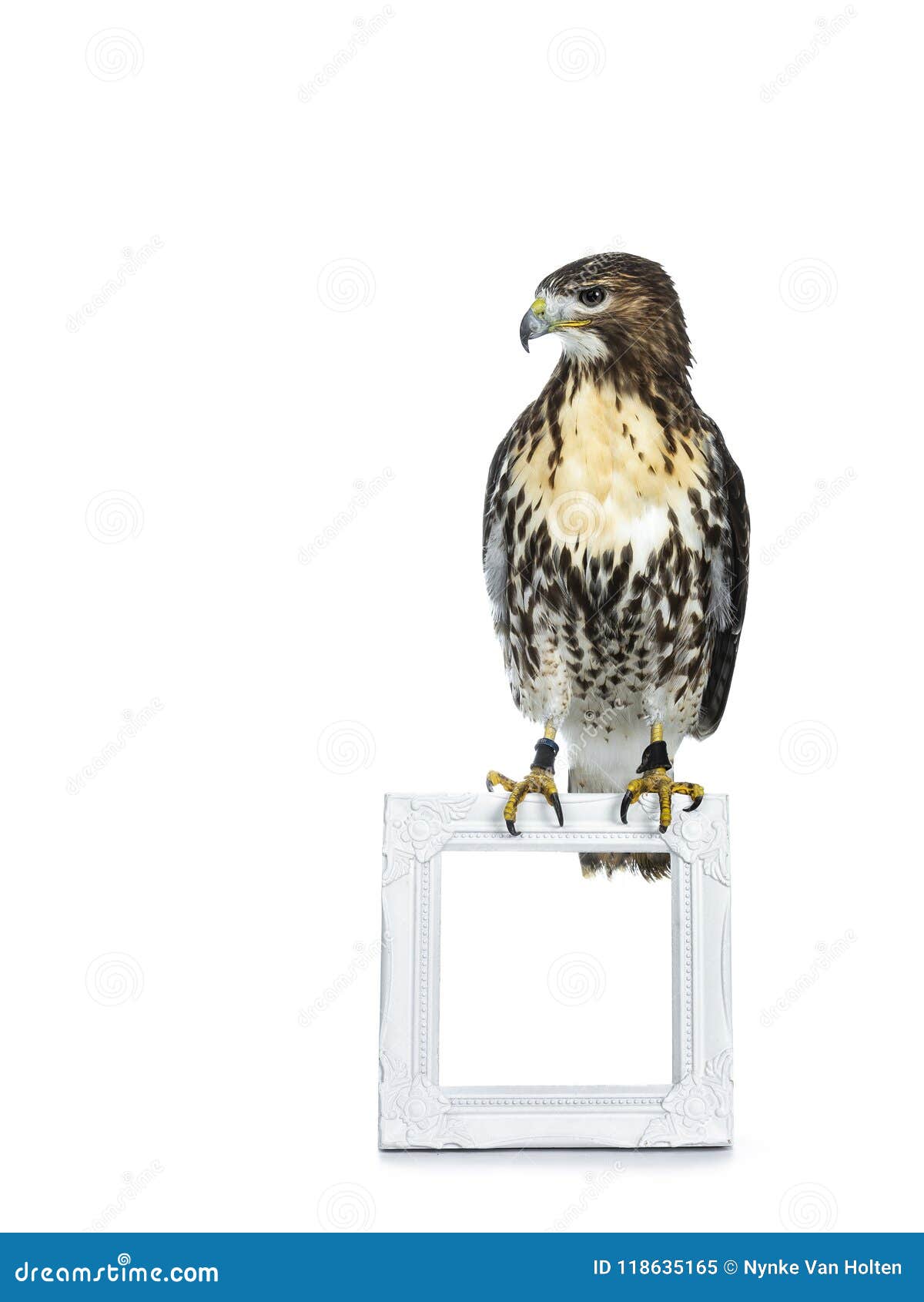 Buzzerd Sitting on White Picture Frame Isolated on White Background and ...