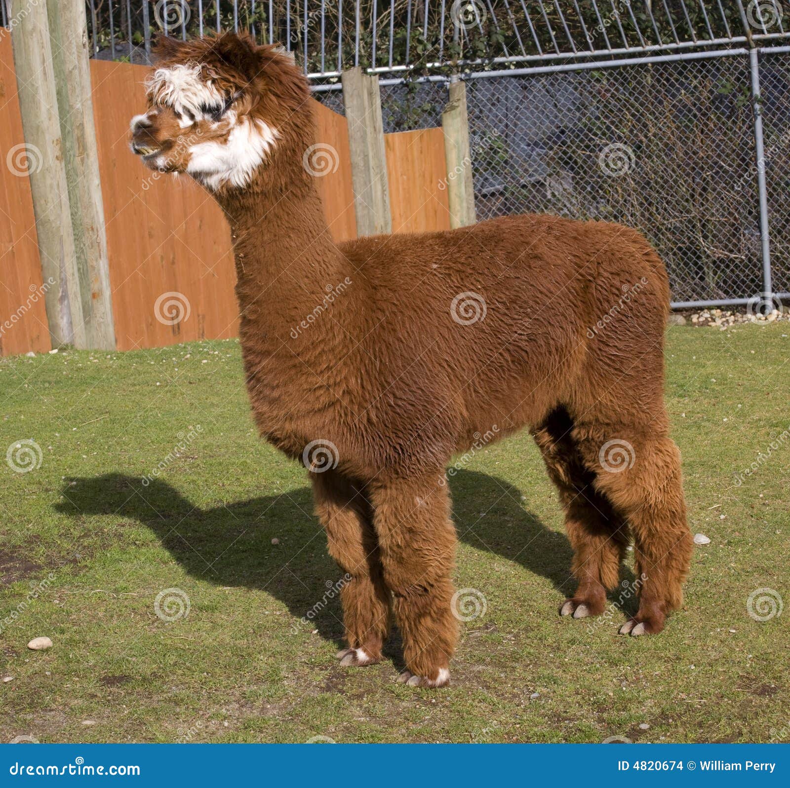 Brown White Calico Alpaca Llama Stock Photo - Image of white, llama ...
