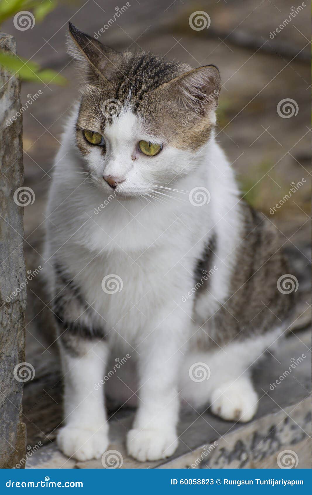 Brown and White Cat stock image. Image of eyes, striped - 60058823
