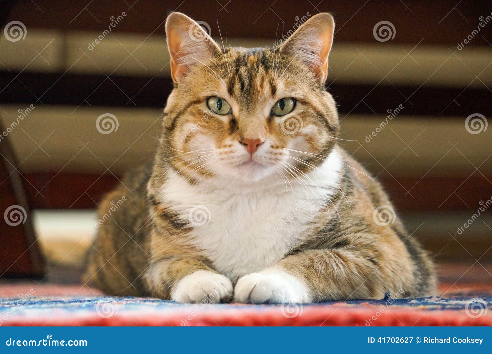 Brown and White Cat stock image. Image of house, brown - 41702627