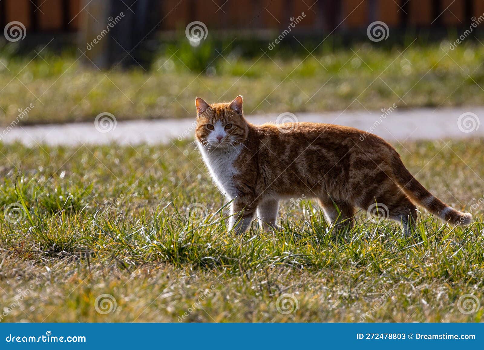 Beautiful wild cat stock image. Image of kitty, striate - 272478803