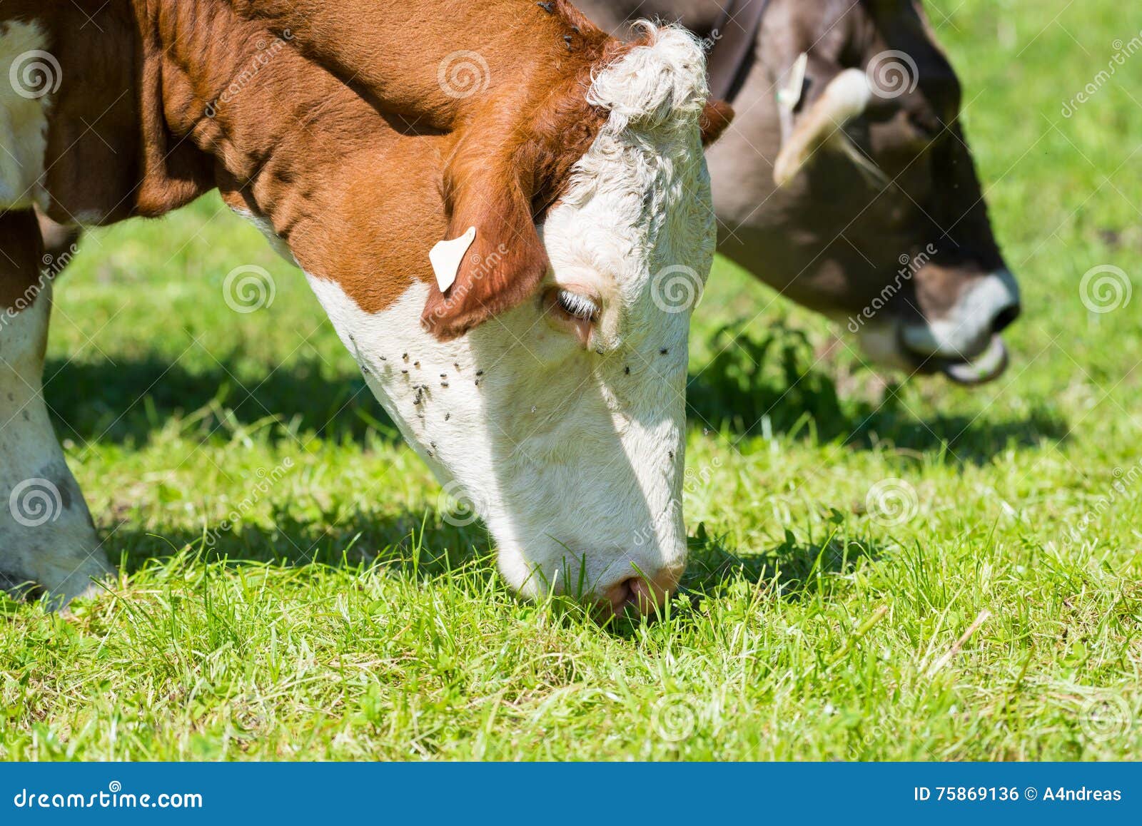 Cattle Cows And Calves Graze In The Grass. Keeping Cattle Under The ...