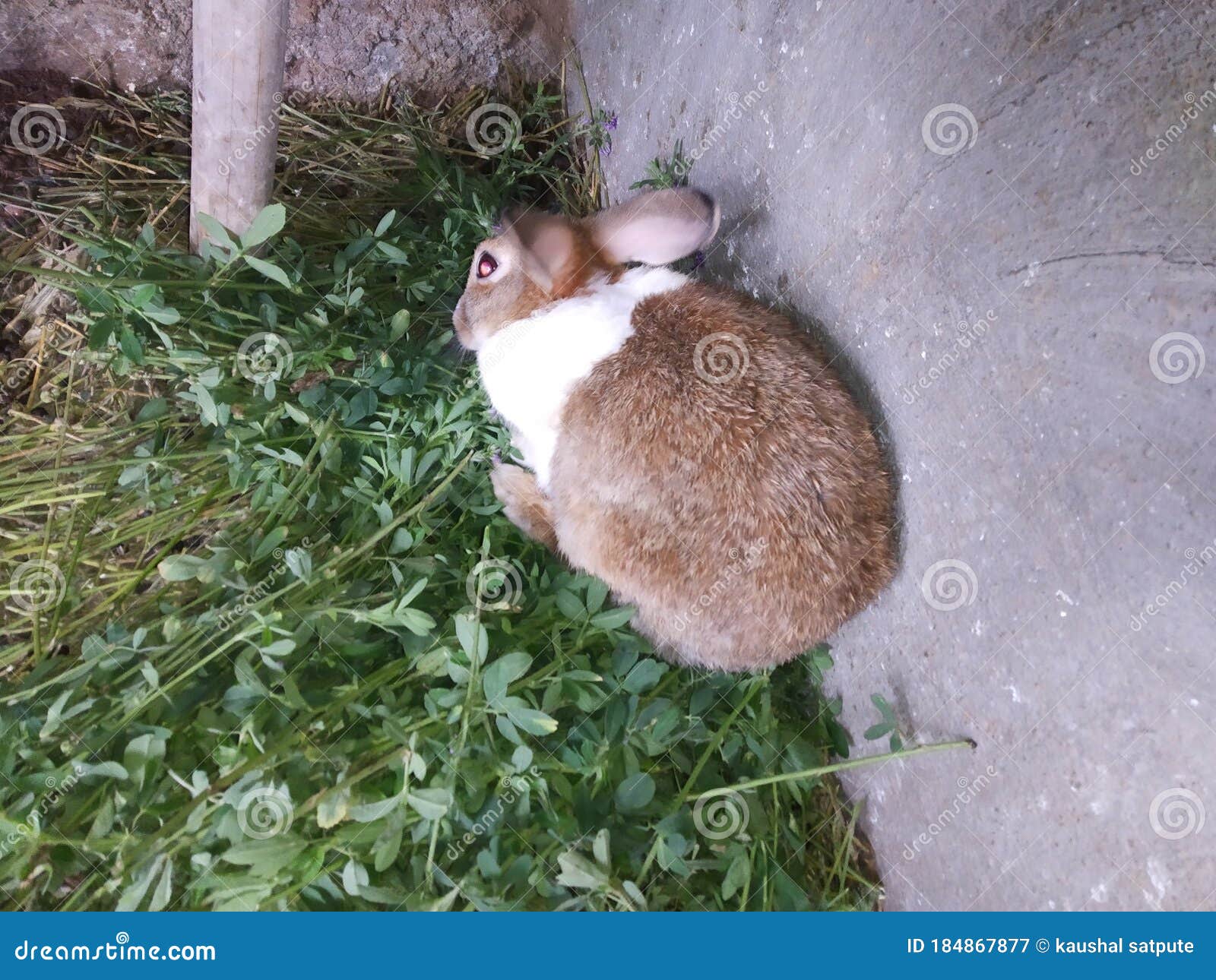 Brown and White Colour Rabbit Eating Grass Editorial Photography ...
