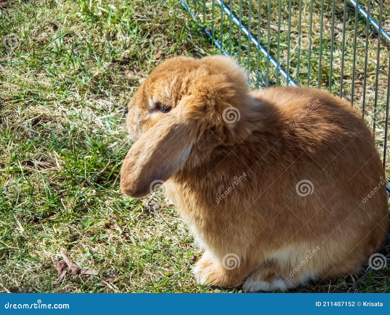 Brown and White Coloured Lop Rabbit with Ears Down on Grass Stock Photo ...