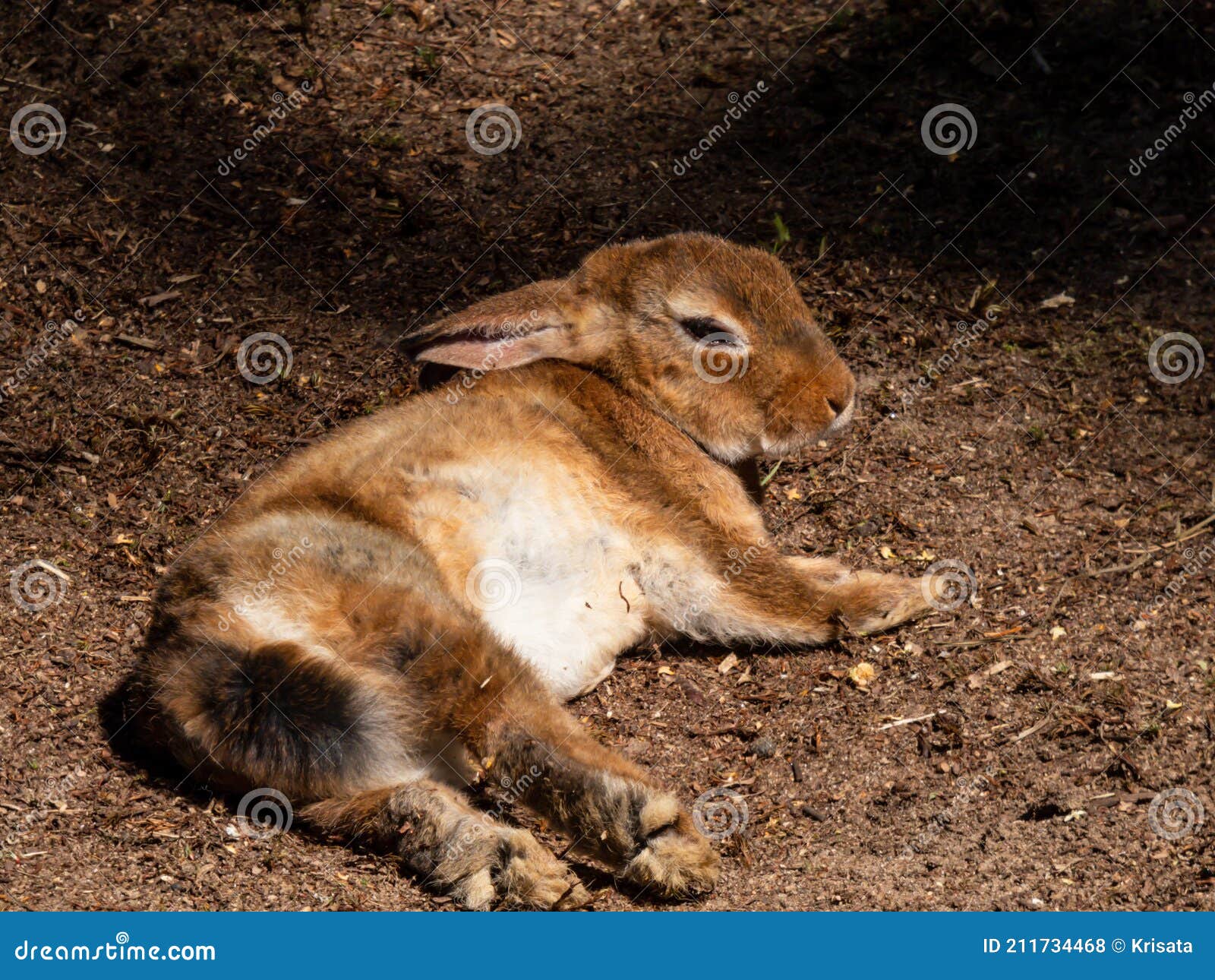 Brown and White Coloured Rabbit Lying on the Ground and Sunbathing in ...