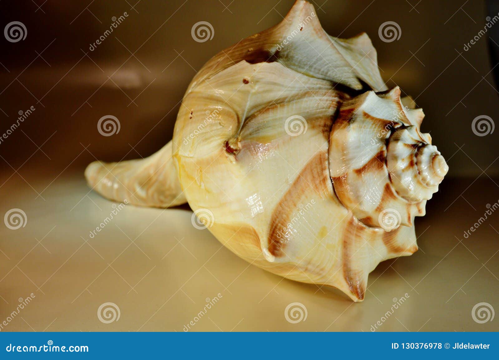 Conch shell stock photo. Image of bulb, french, fish - 130376978
