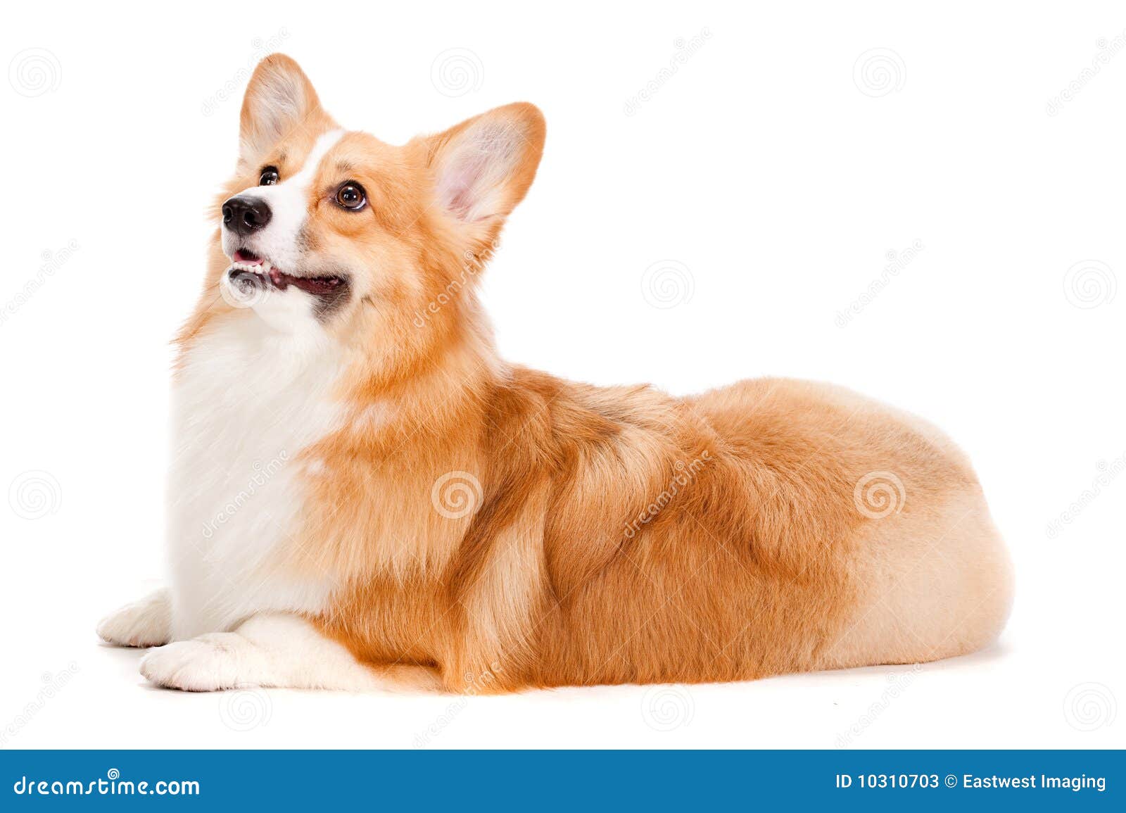 Brown and White Corgi stock image. Image of golden, furry - 10310703