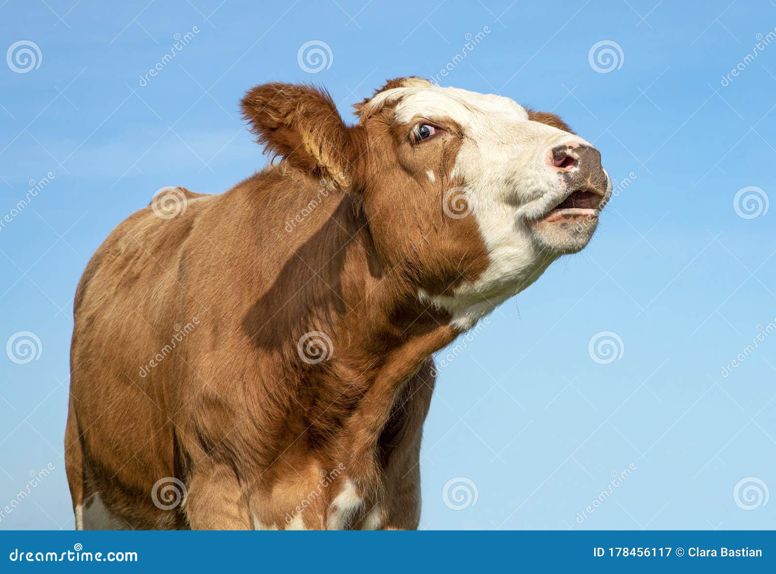 Brown and White Cow Does Moo with Stretched Neck and Mouth Open Stock ...